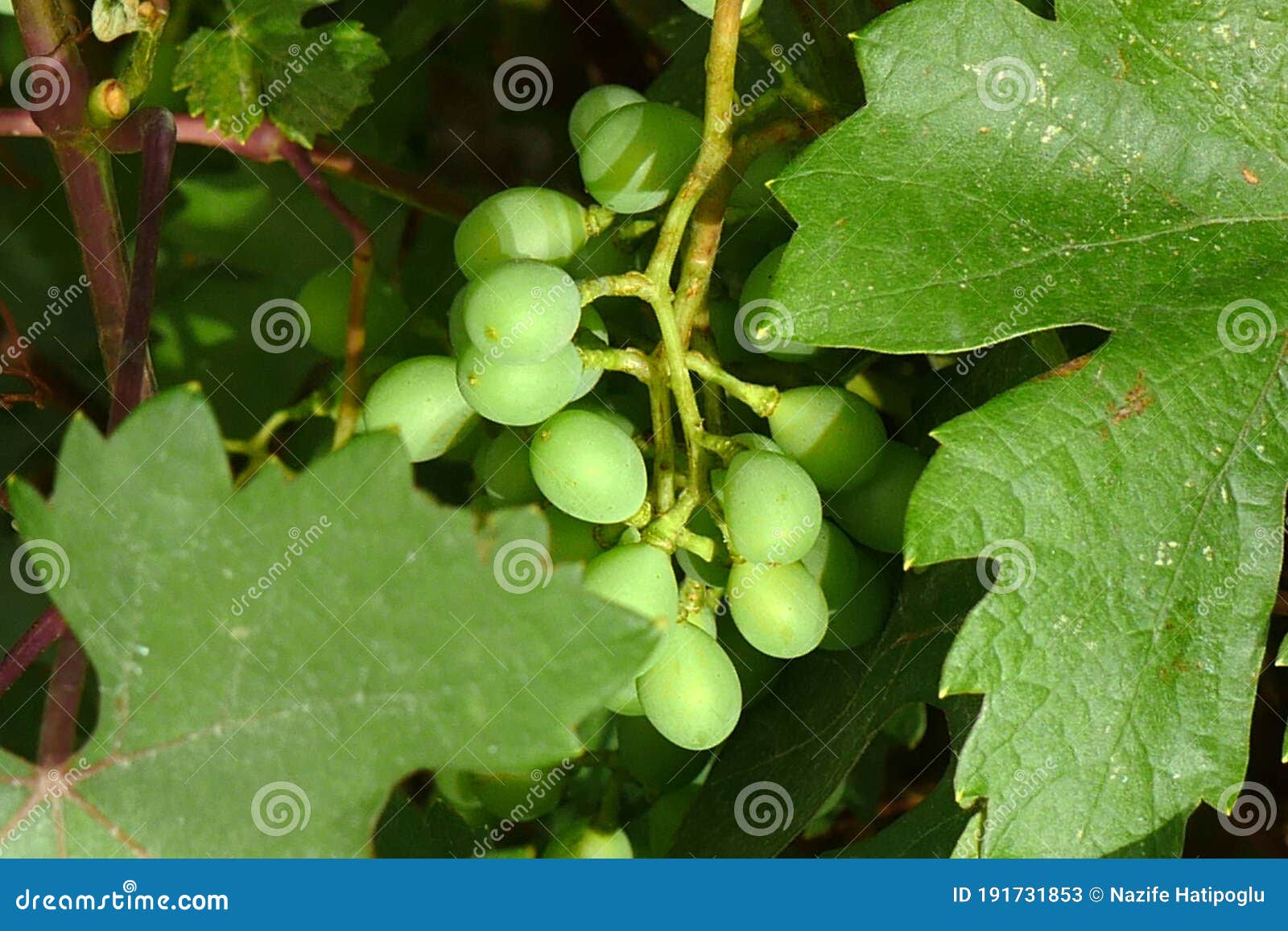 Sour Grapes, Raw Grapes, Not yet Ripe Stock Image - Image of food, sour ...