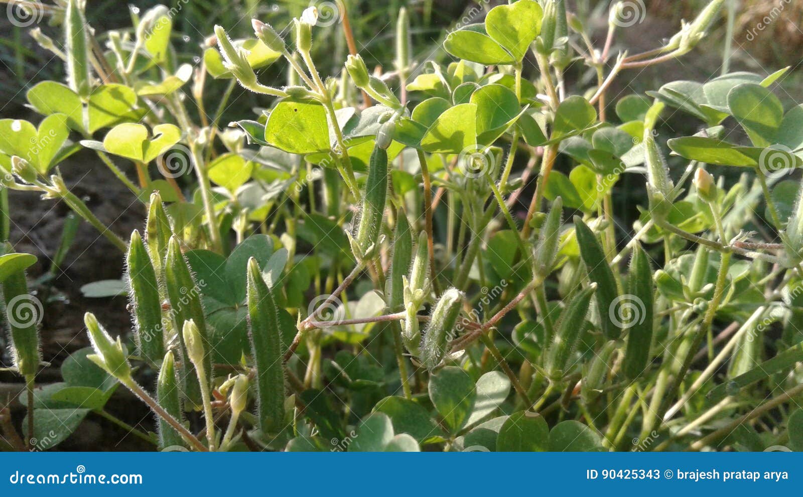 Sour Grass Plants Or Wood Sorrel Forming A Beautiful Texture Background ...