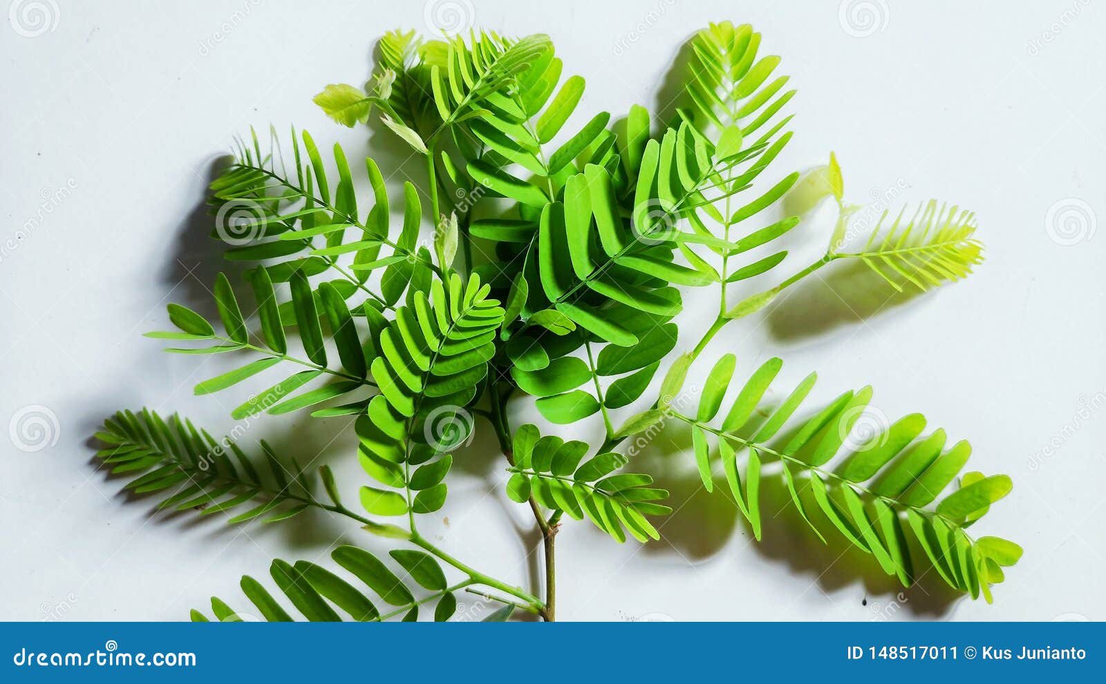 Sour leaf stock image. Image of sour, asem, daun, leaf - 148517011