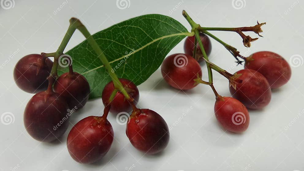 Sour Limeberry stock image. Image of fruit, limeberry - 55034377