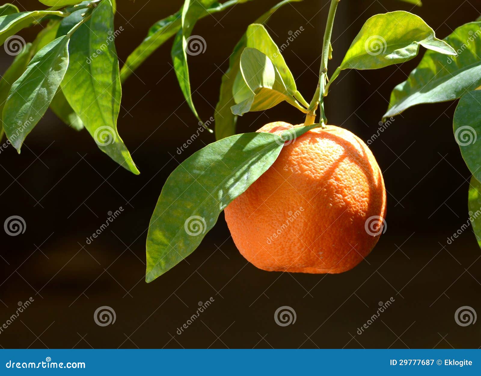Hanging Orange stock image. Image of citrus, fruit, close - 29777687