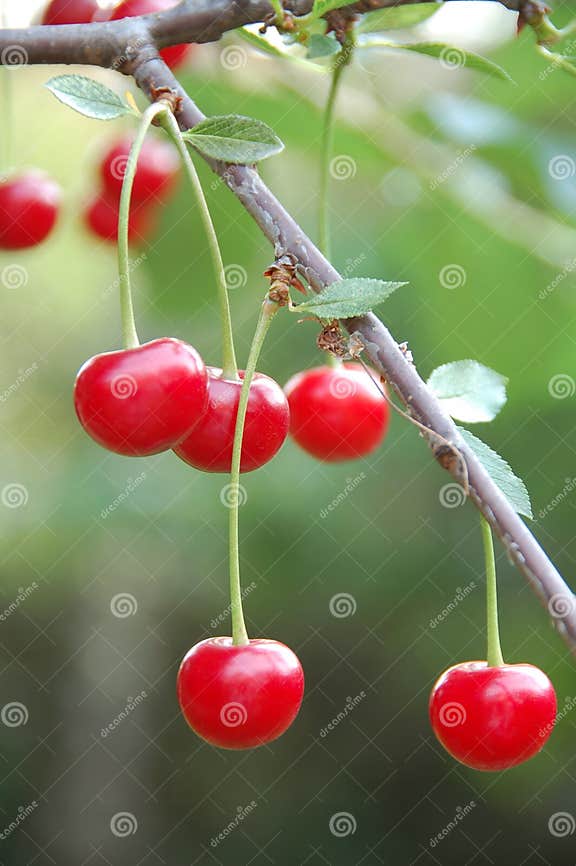 Sour red cherry stock image. Image of natural, spring - 2588921