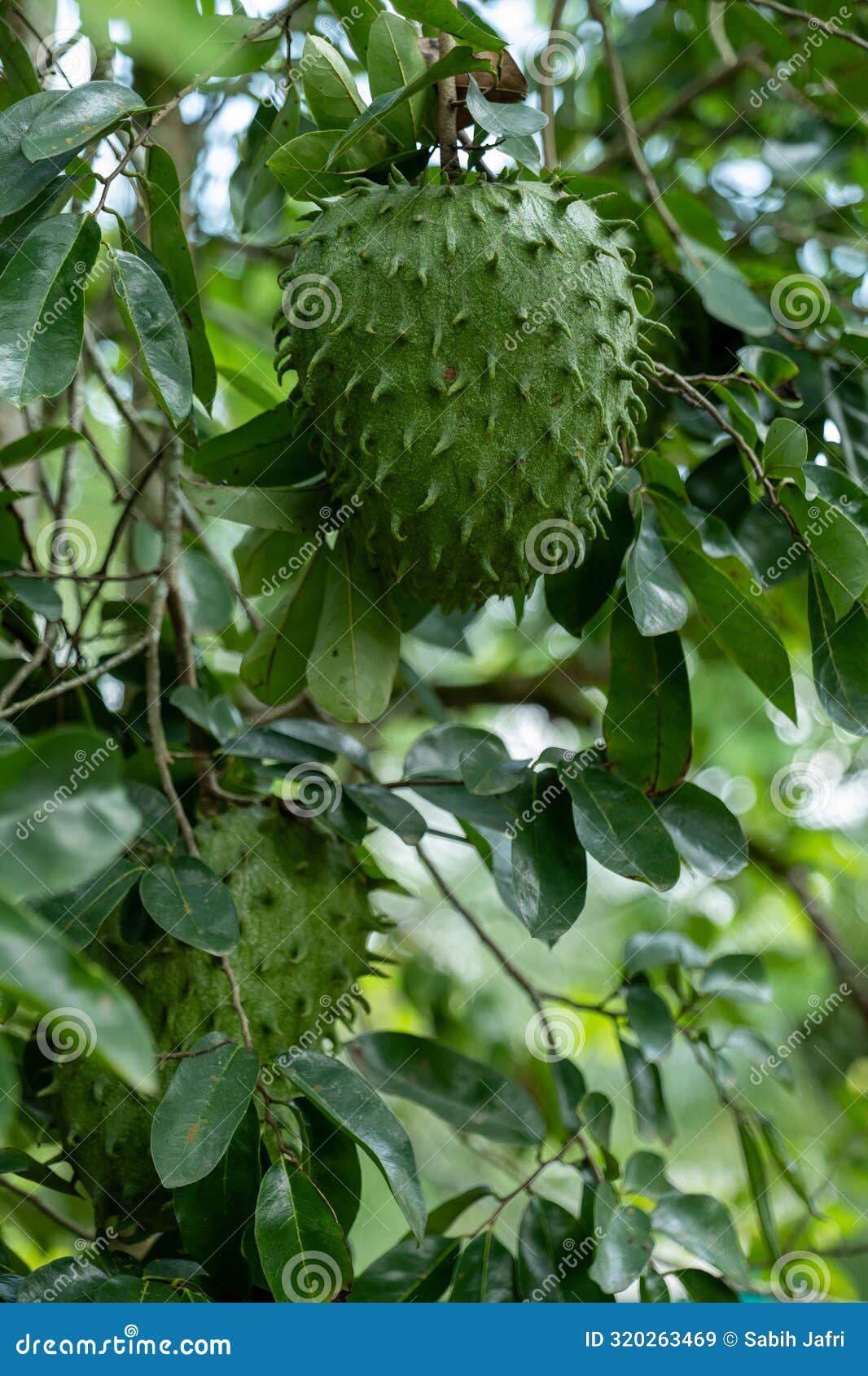 Sour Sop Fruit Growing in Costa Rica Stock Image - Image of people ...