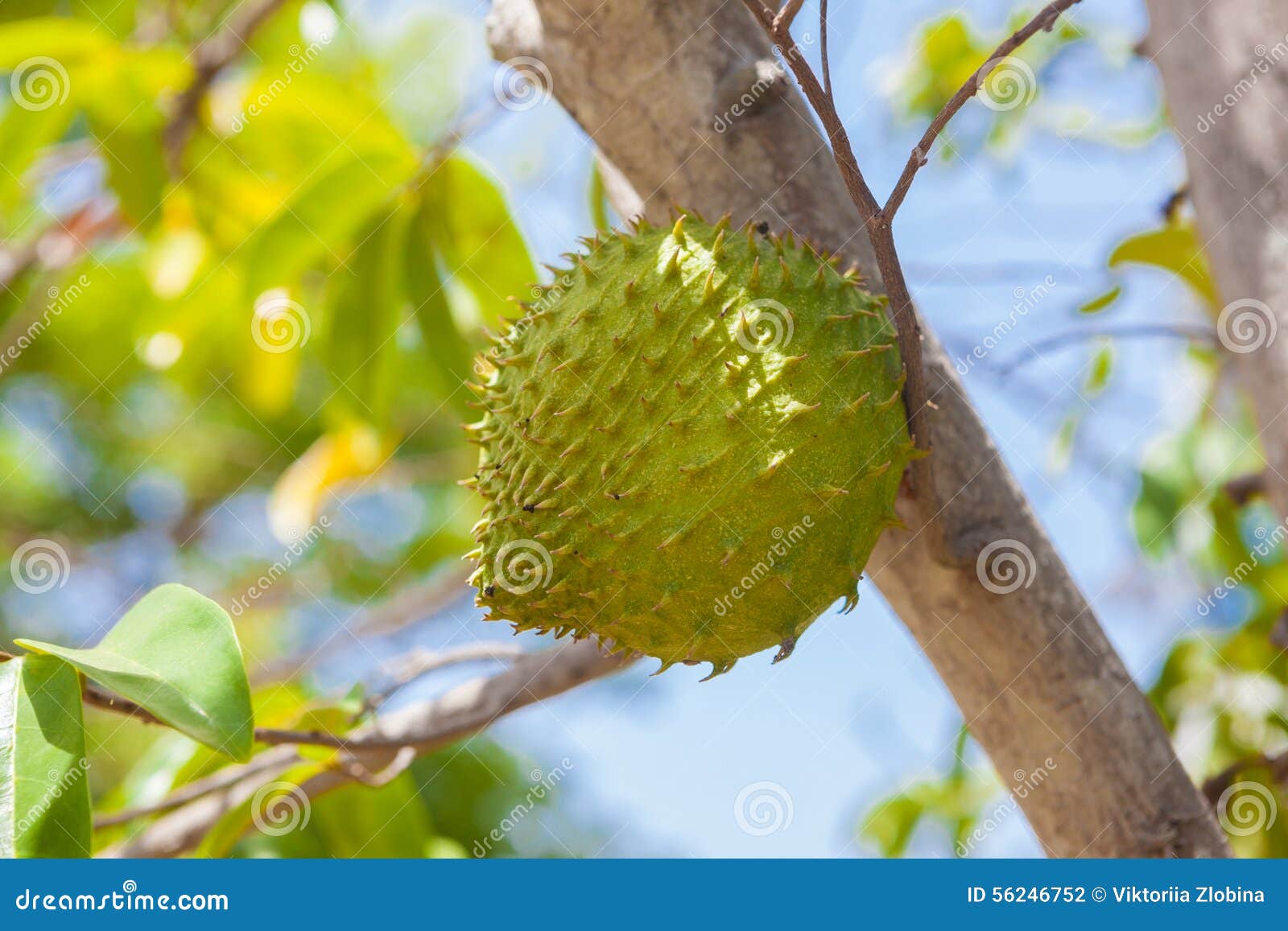 Sour sop stock photo. Image of tropical, flora, green - 56246752