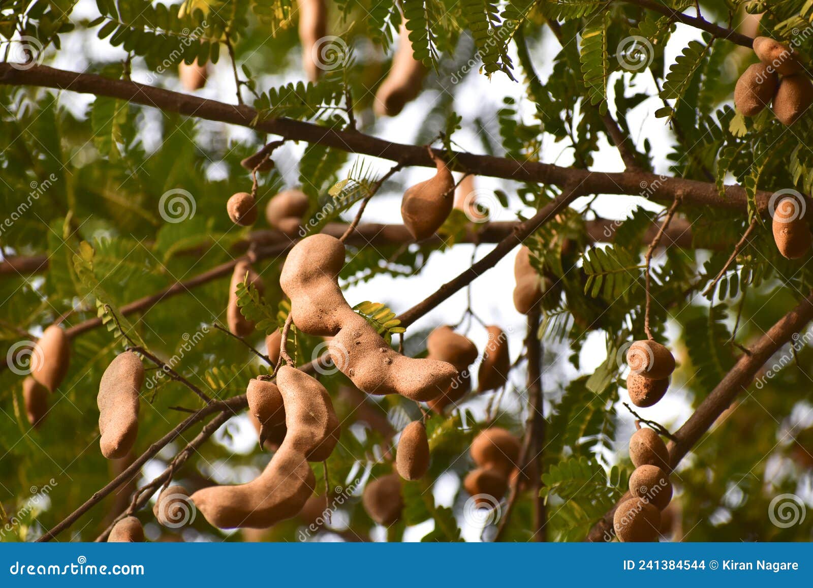Sour tamarind stock photo. Image of exotic, fish, garden - 241384544