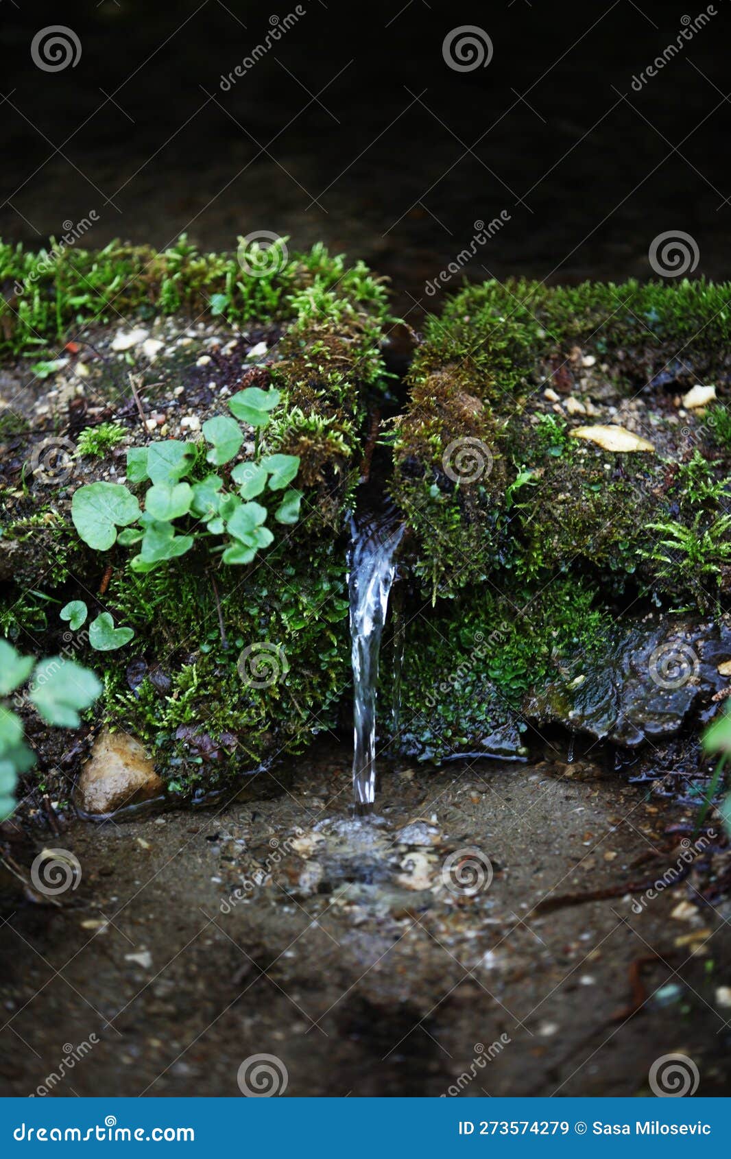 A Source of Clean Drinking Water Stock Image - Image of leaf, tree ...