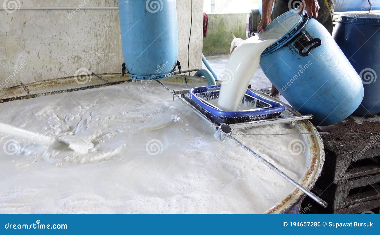 Harvesting Para Rubber Latex Stock Footage & Videos - 11 Stock Videos Harvesting Para Rubber Latex Stock Footage & Videos - 11 Stock Videos