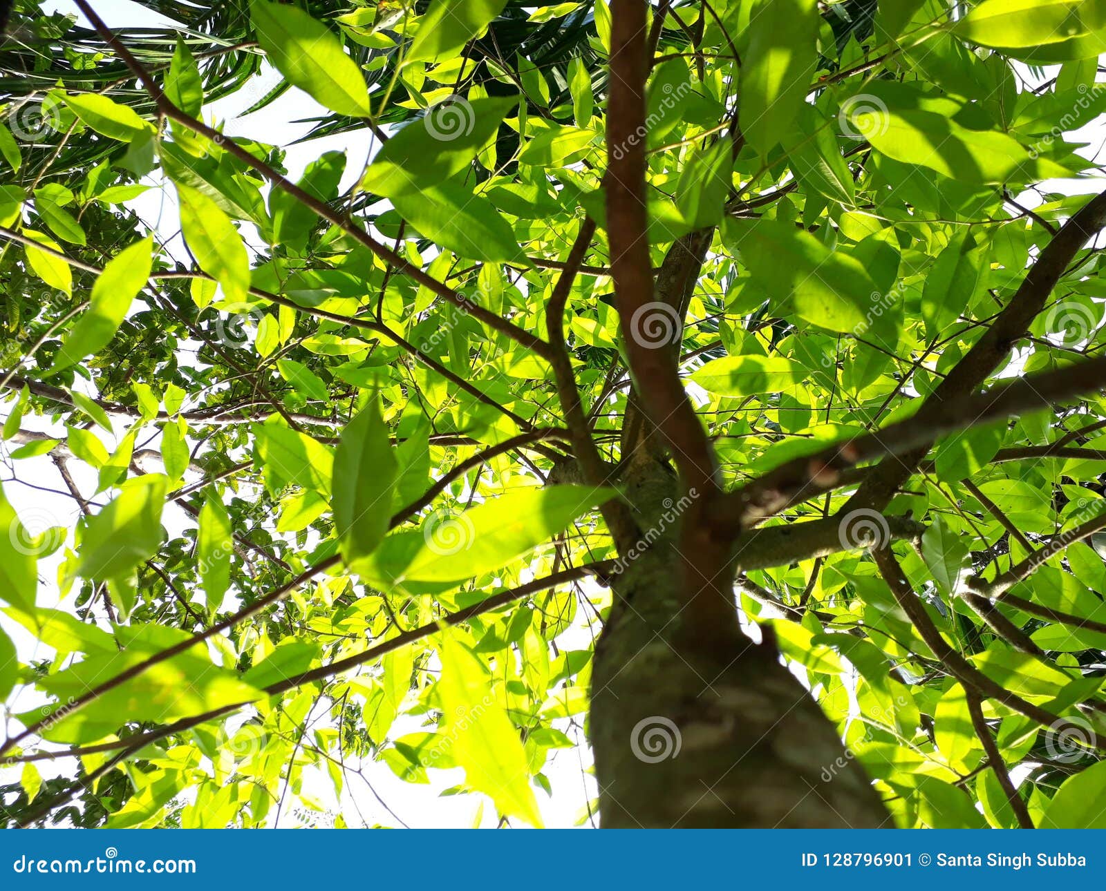 Agaru tree from far east stock image. Image of extracting - 128796901