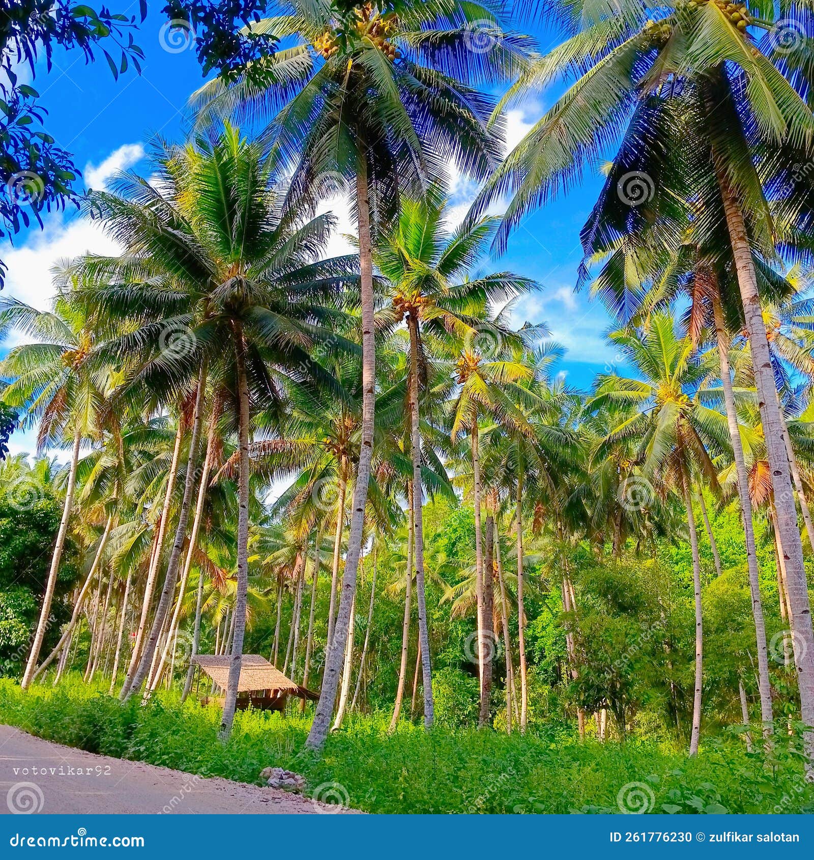 Source of Production for Coconut Farmers Stock Photo - Image of garden ...