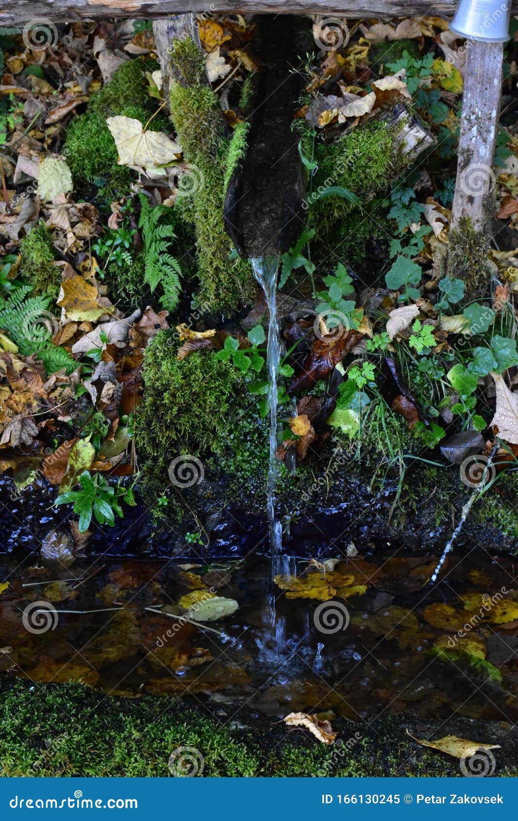 Source of Pure Nature Wather Stock Image - Image of wather, wild: 166130245