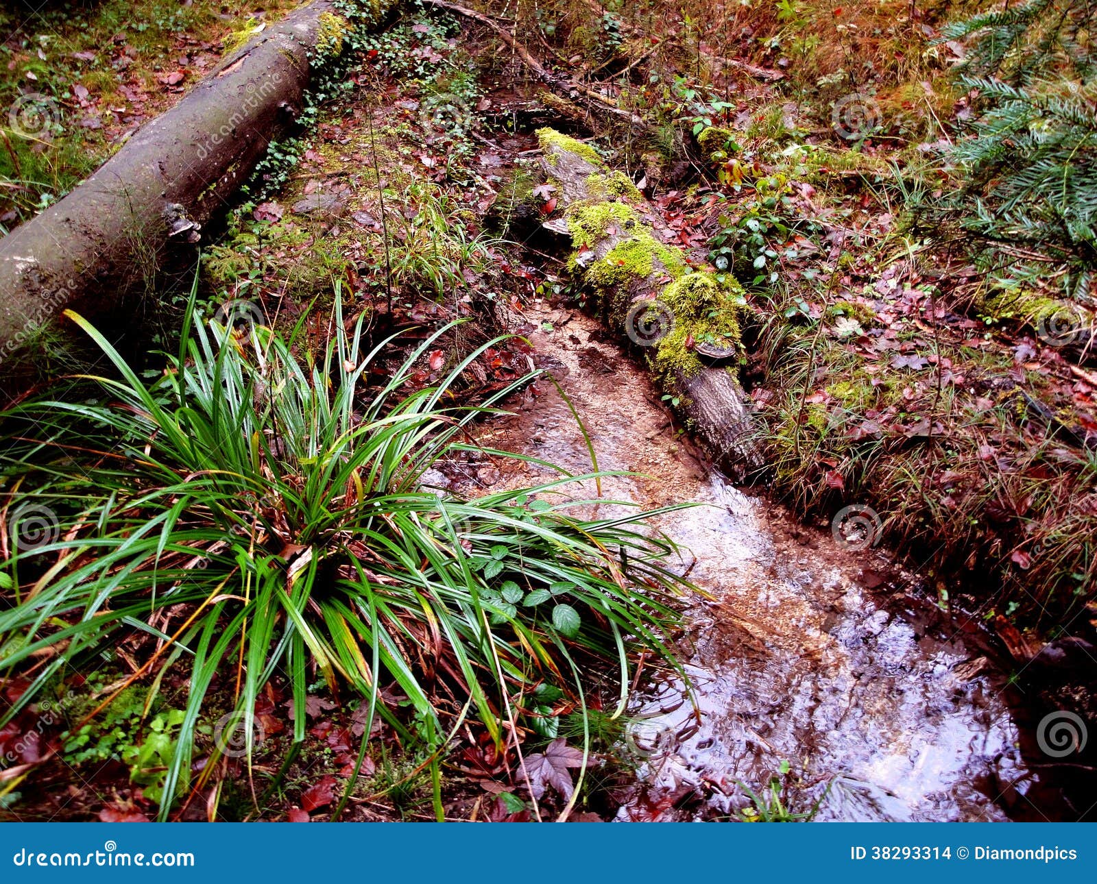 Source of a river stock photo. Image of untamed, fresh - 38293314