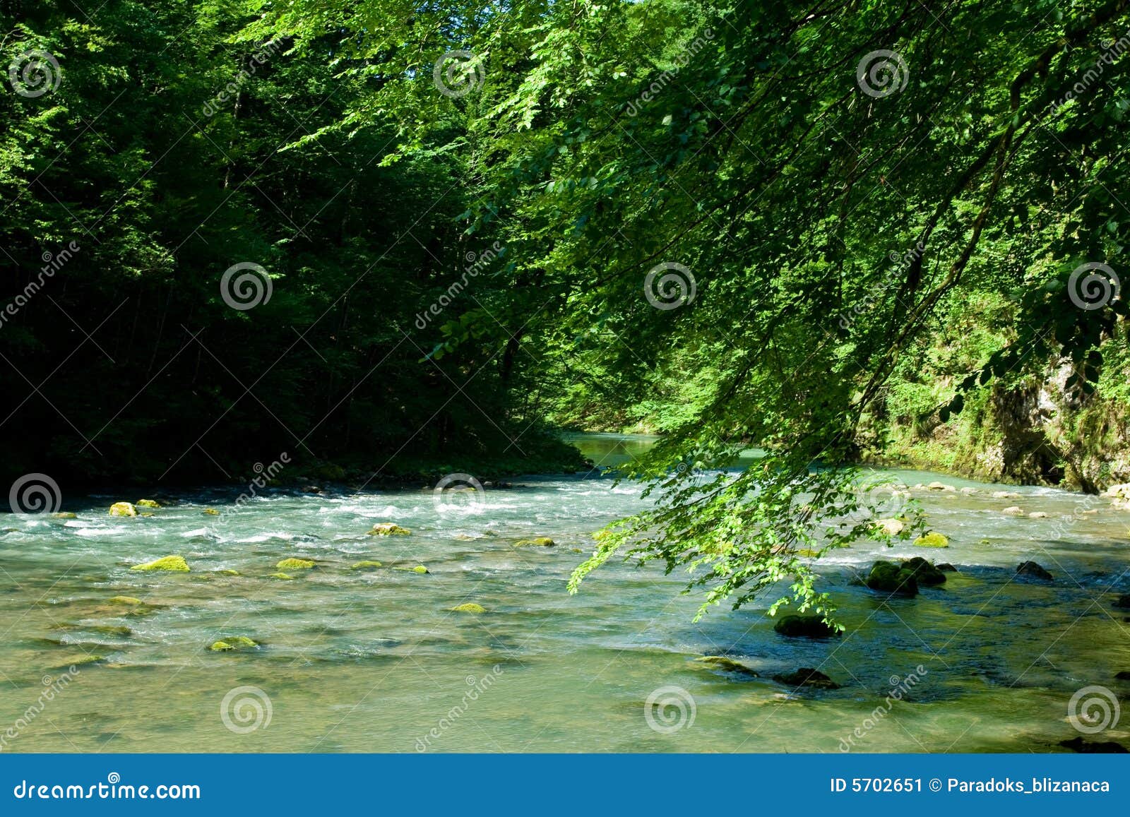 The Source of the River Kupa in Forest Stock Image - Image of setting ...