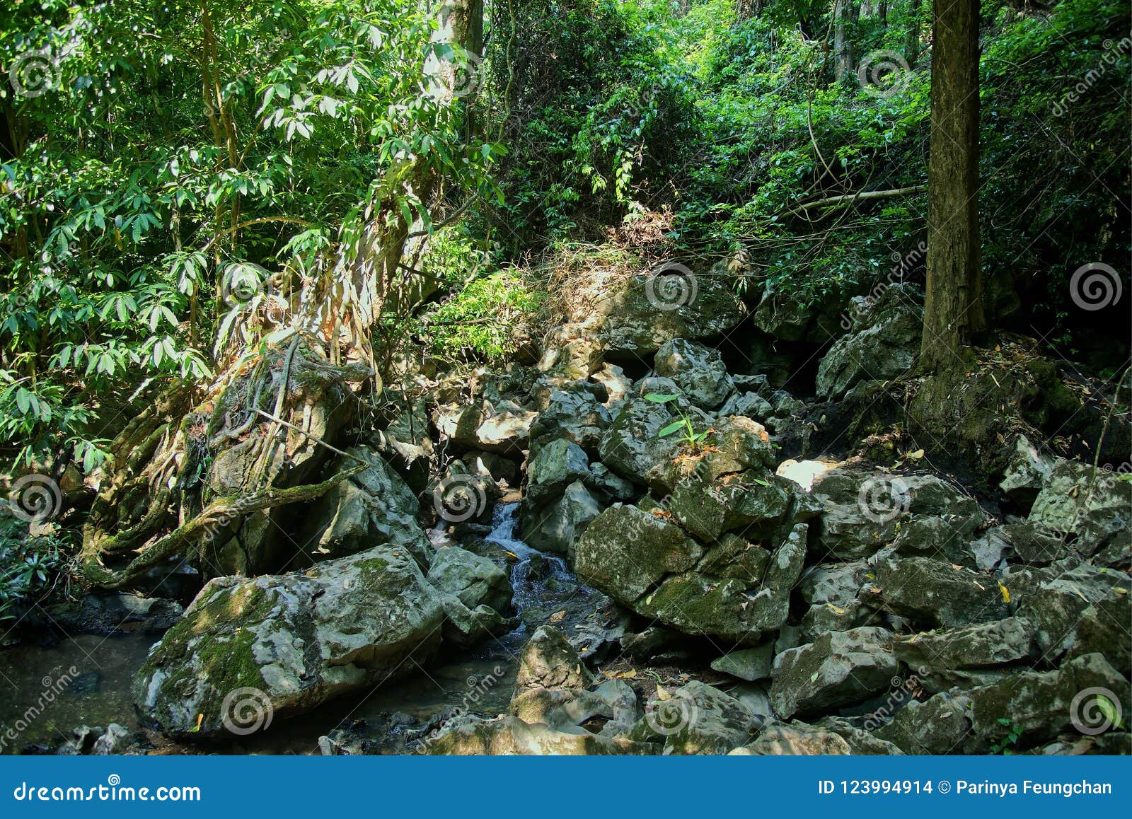 Source of the River in the Mountain Stock Photo - Image of nature ...