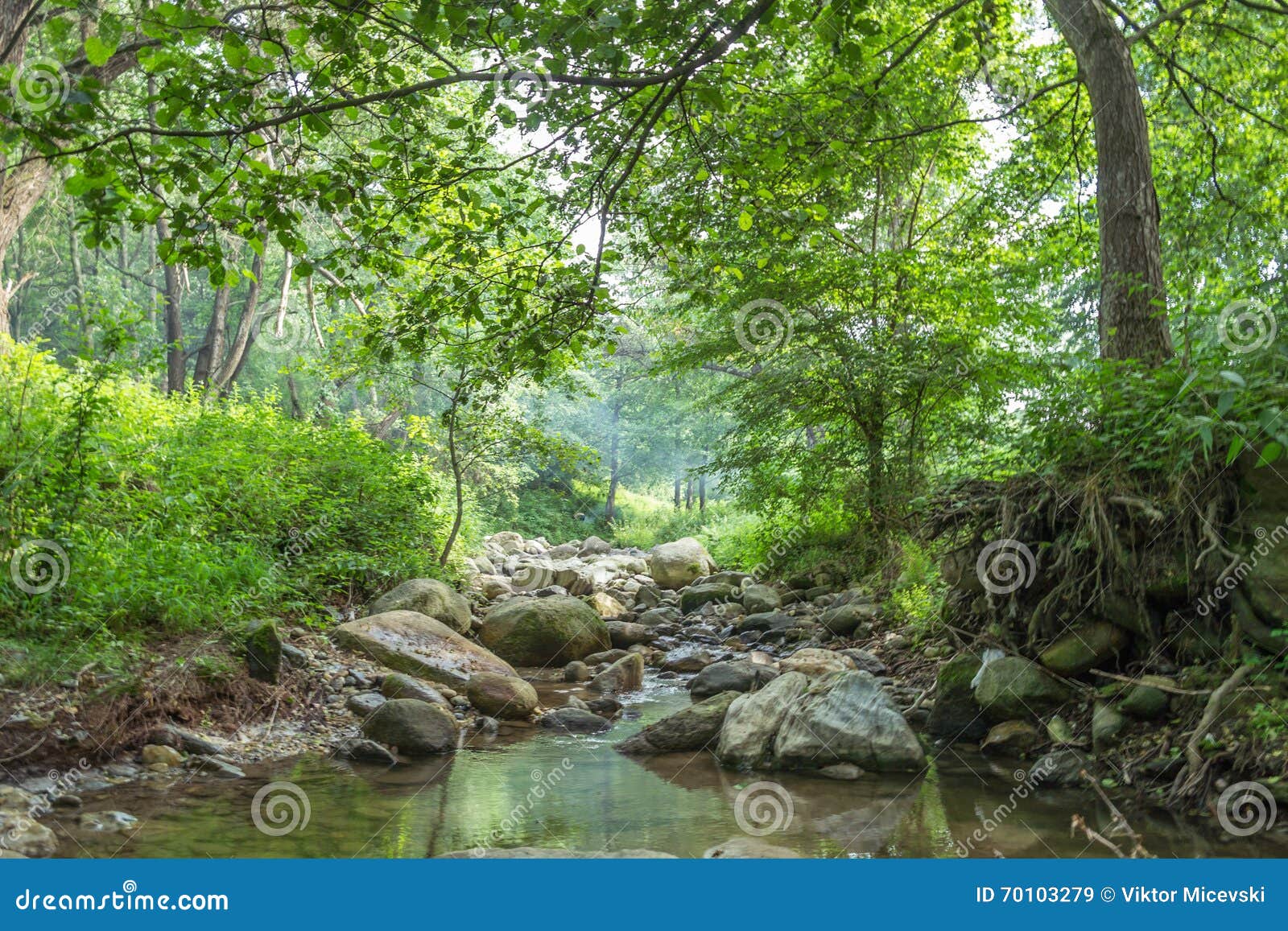 Source of the river stock image. Image of tree, rock - 70103279