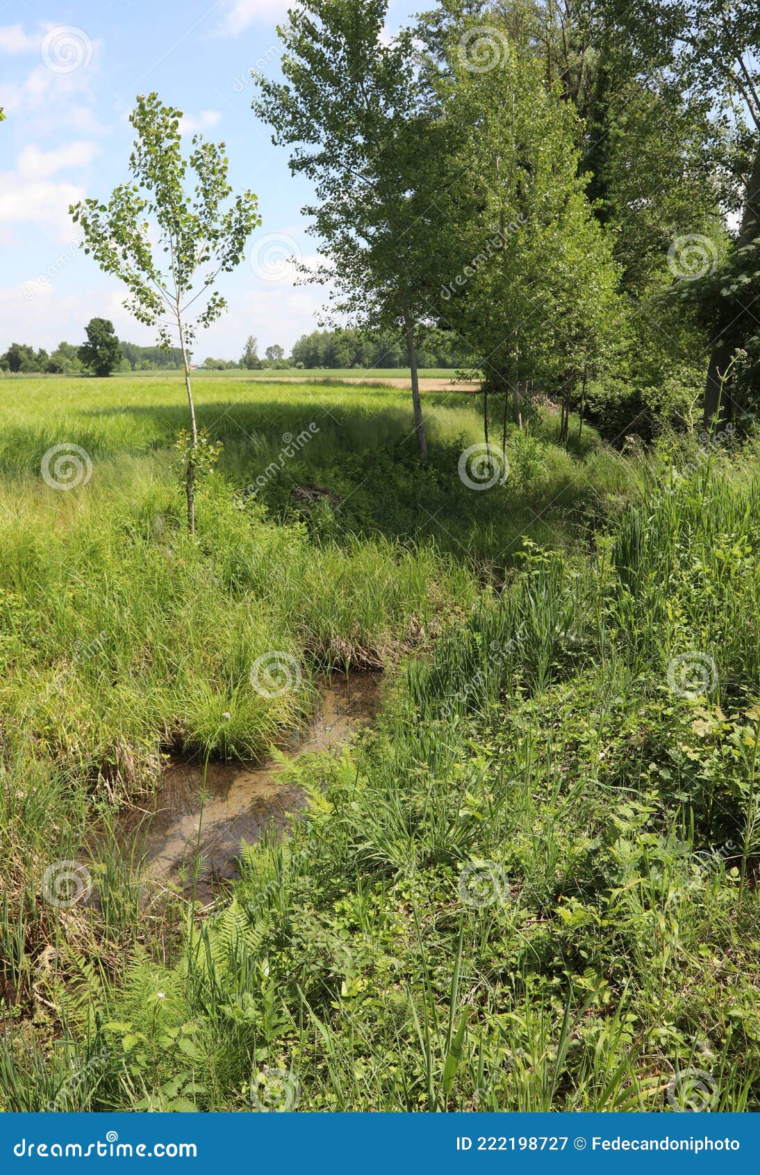 Source of the River Sile in the Veneto Stock Image - Image of promenade ...