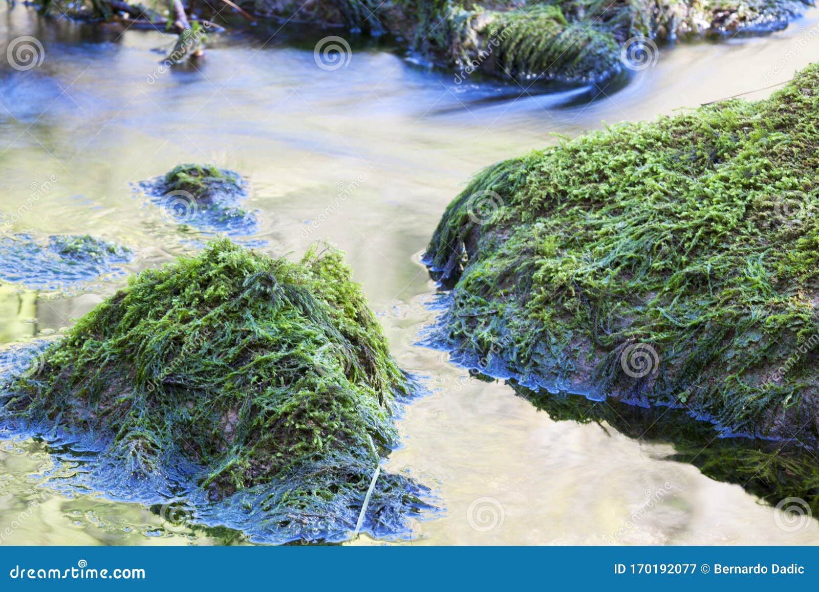 The source of the river stock image. Image of lake, river - 170192077