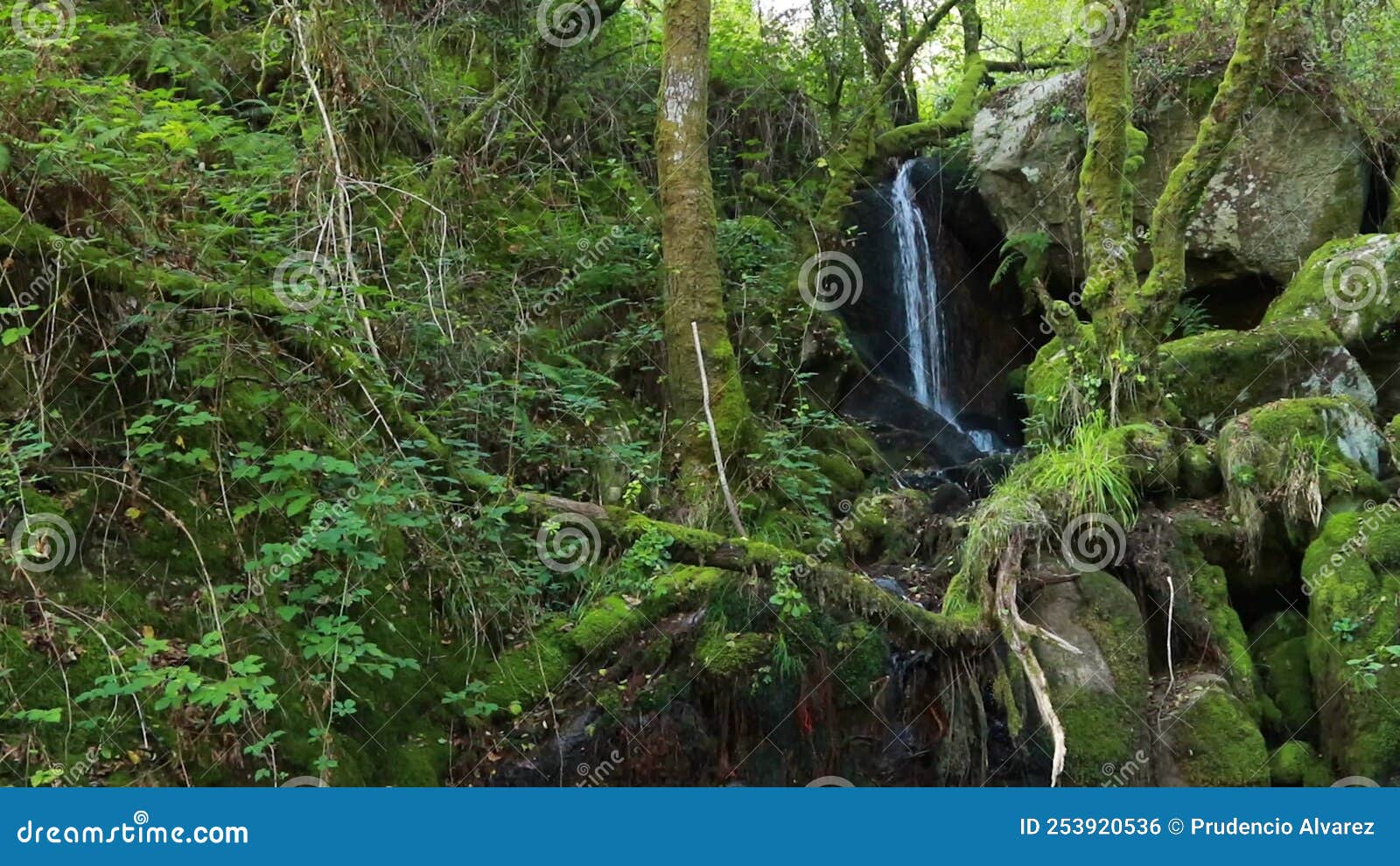 Source or spring of water stock footage. Video of ecology - 253920536