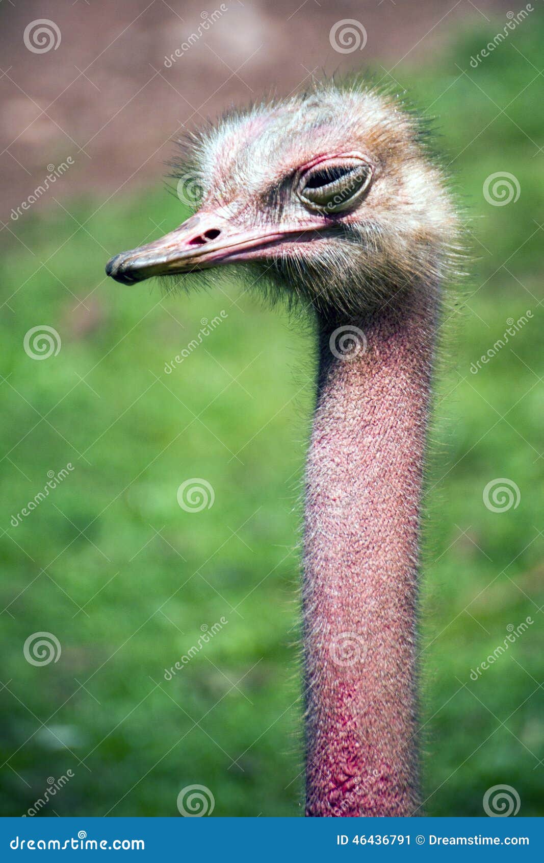 Sourire d'autruche image stock. Image du autruche, commun - 46436791