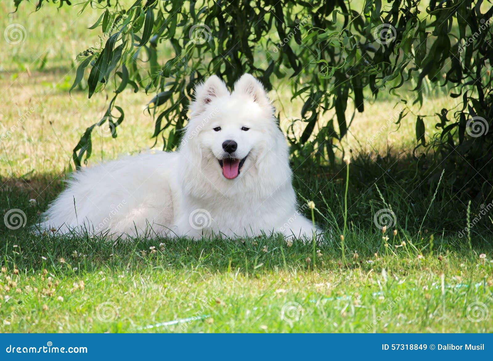 Sourire De Chiot Blanc Adorable De Samoyed Image stock - Image du canin ...