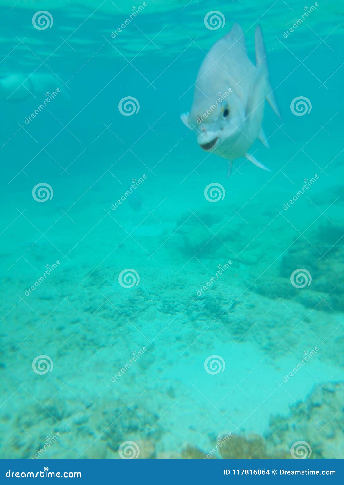 Sourire de poissons photo stock. Image du poissons, grand - 117816864