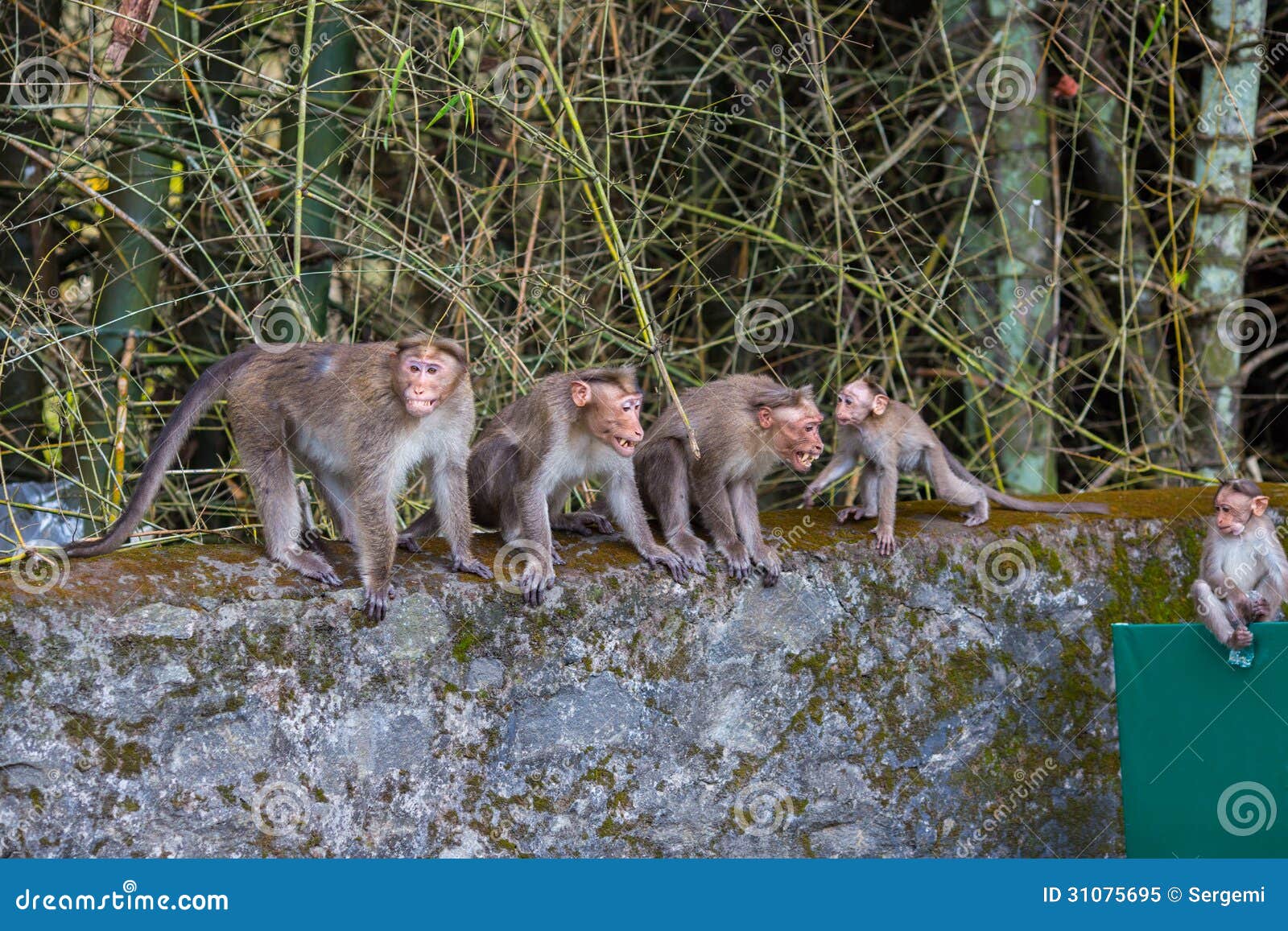 Sourire de singes image stock. Image du combat, dents - 31075695