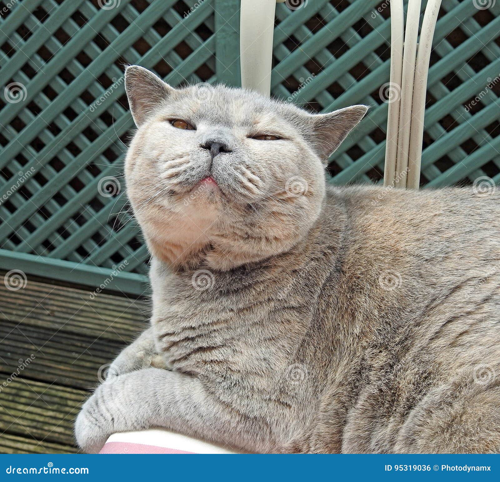 Sourire Mignon De Chat De Pure Race Photo stock - Image du rouleau ...