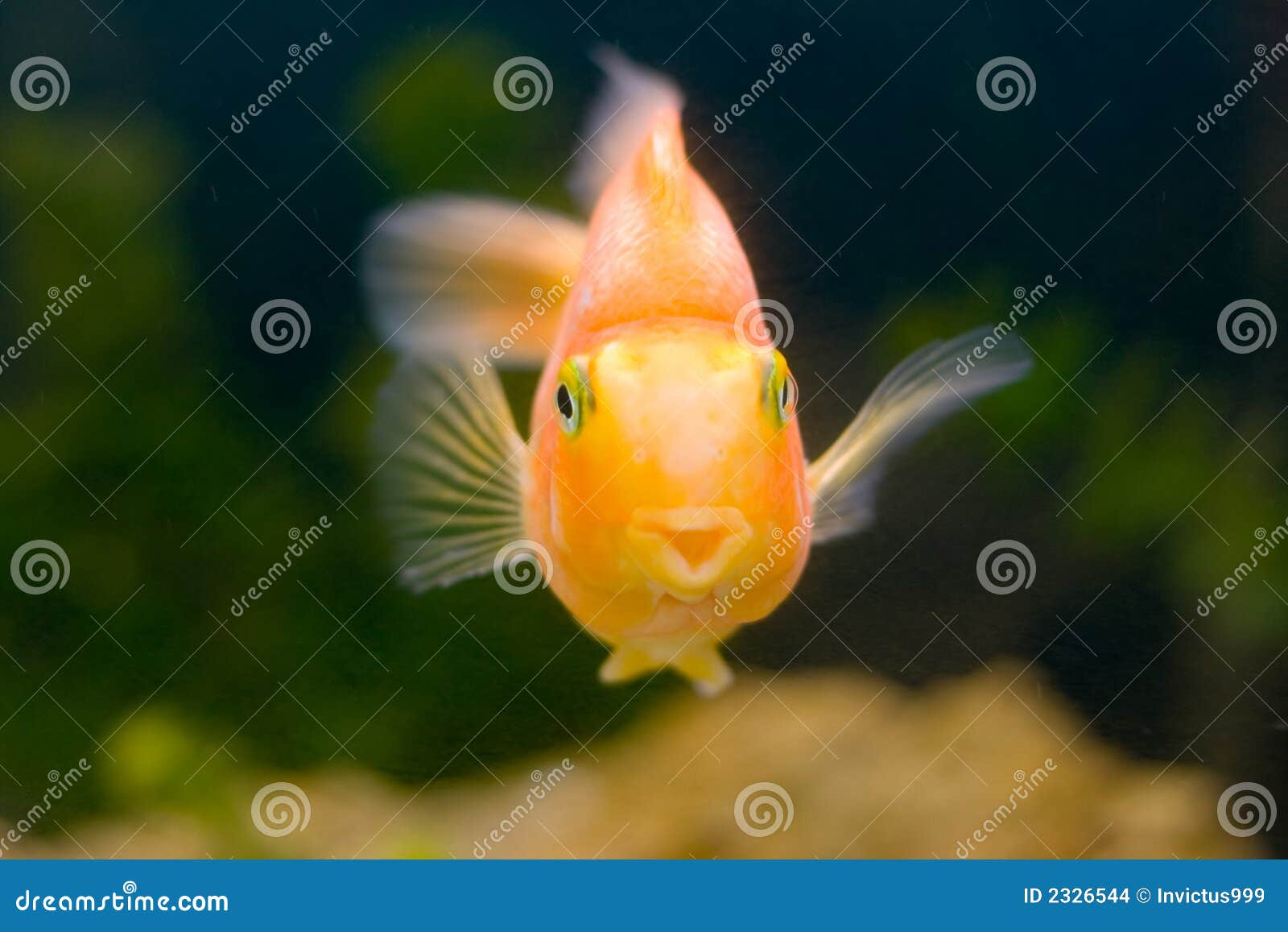 SOURIRE TROPICAL De POISSONS (or) Photo stock - Image du pêche ...