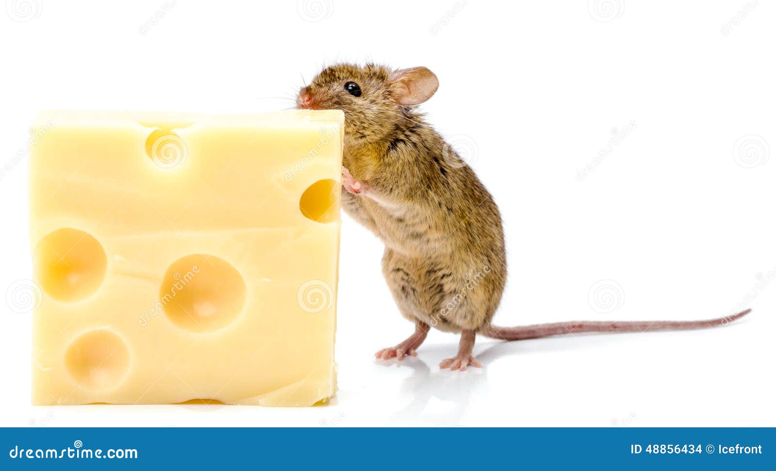Souris De Chambre (musculus De Mus) Mangeant Du Fromage Photo stock ...