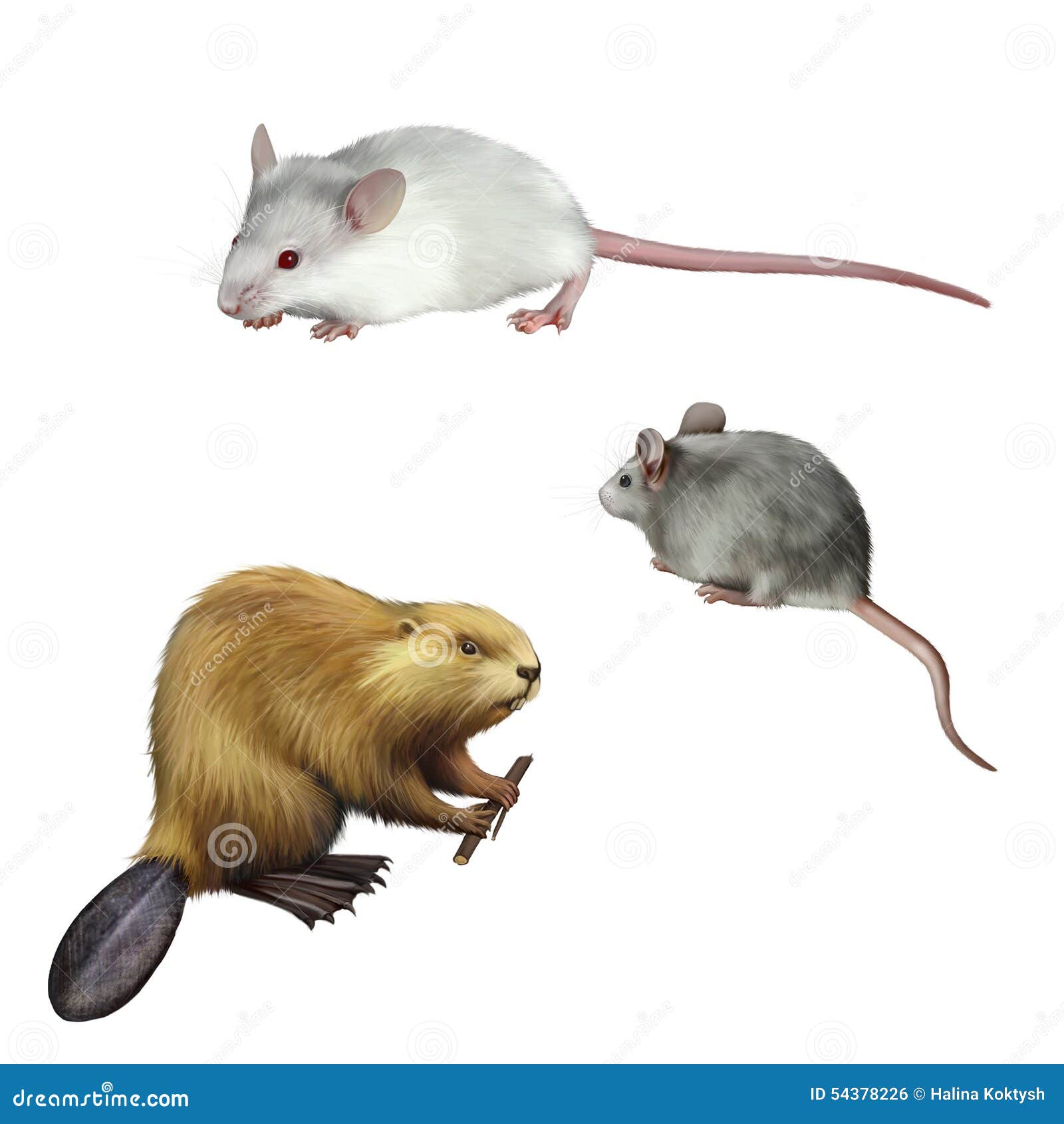 Souris Grise Et Blanche Mignonne, Participation De Castor Illustration ...