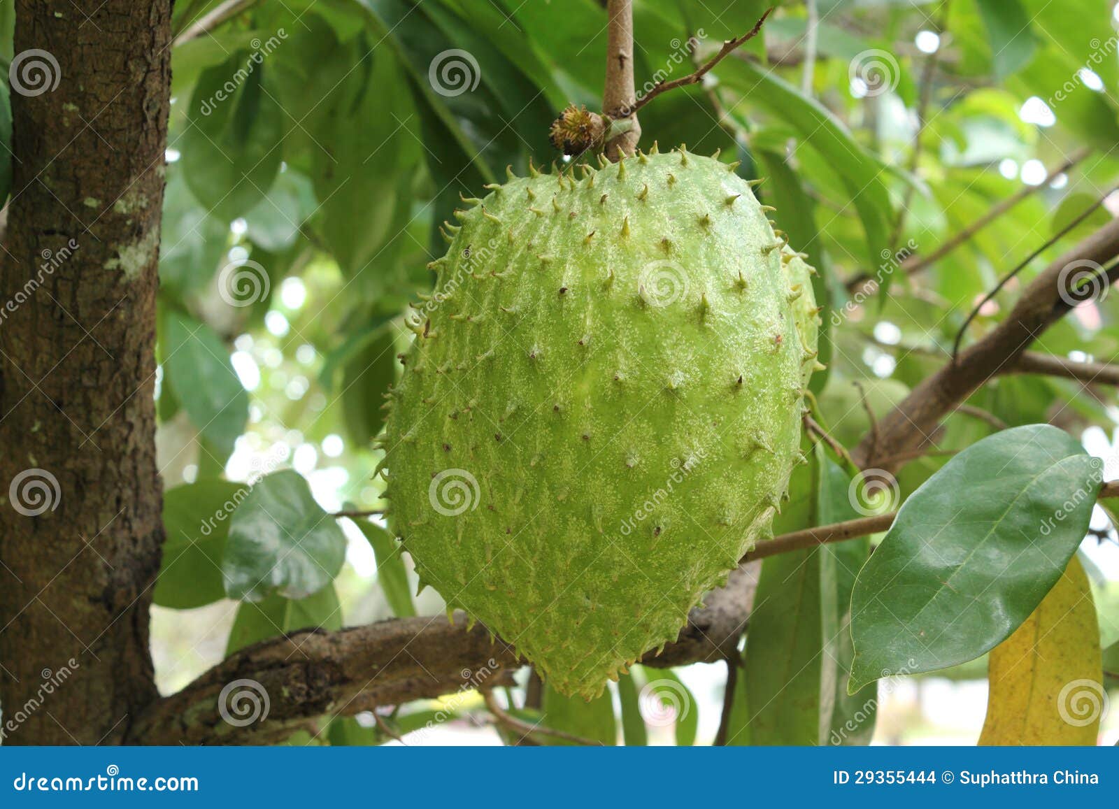 Soursop stock photo. Image of green, plant, nature, soursop - 29355444