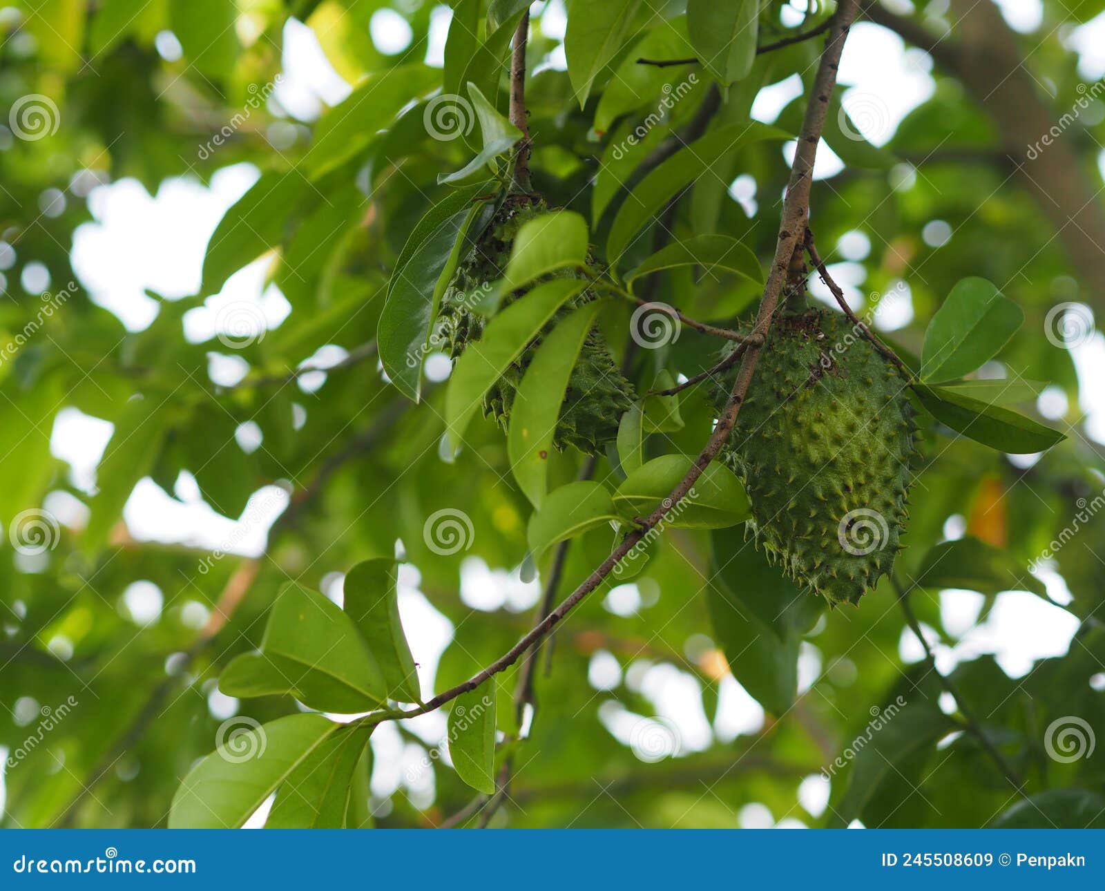 Soursop Durian Sweet Fruit with Sharp Bark Flesh Stock Image - Image of ...