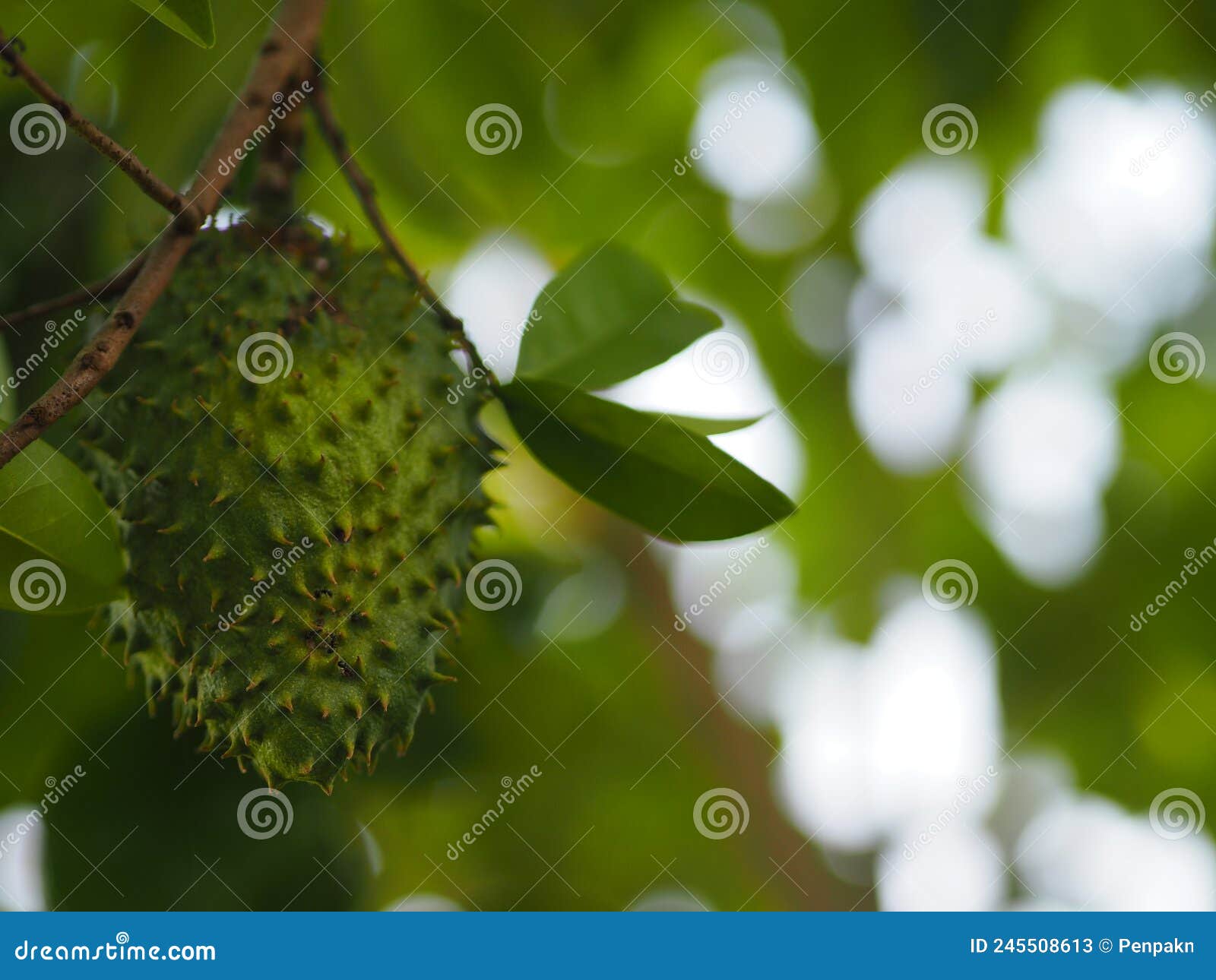 Soursop Durian Sweet Fruit with Sharp Bark Flesh Stock Image - Image of ...