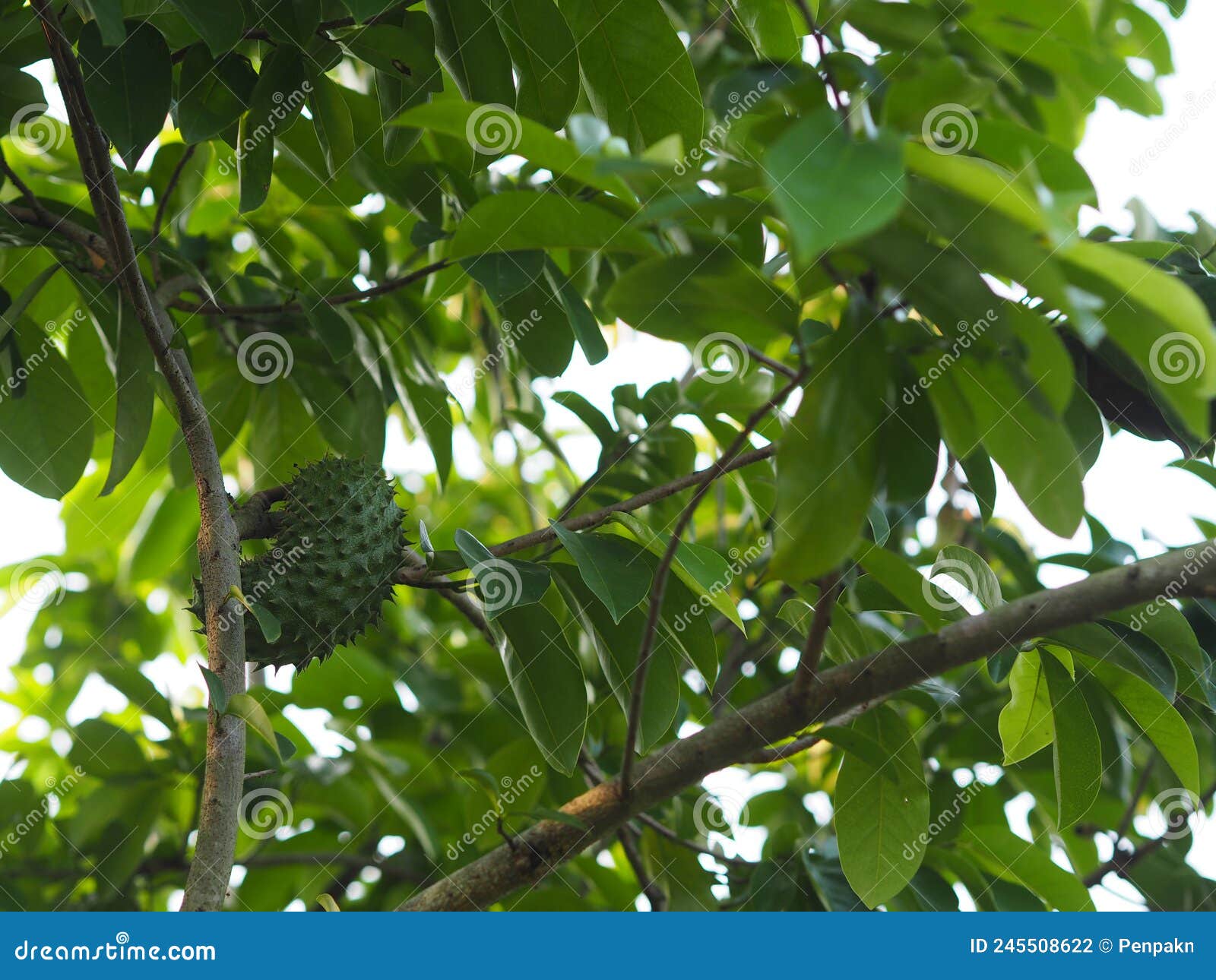 Soursop Durian Sweet Fruit with Sharp Bark Flesh Stock Photo - Image of ...