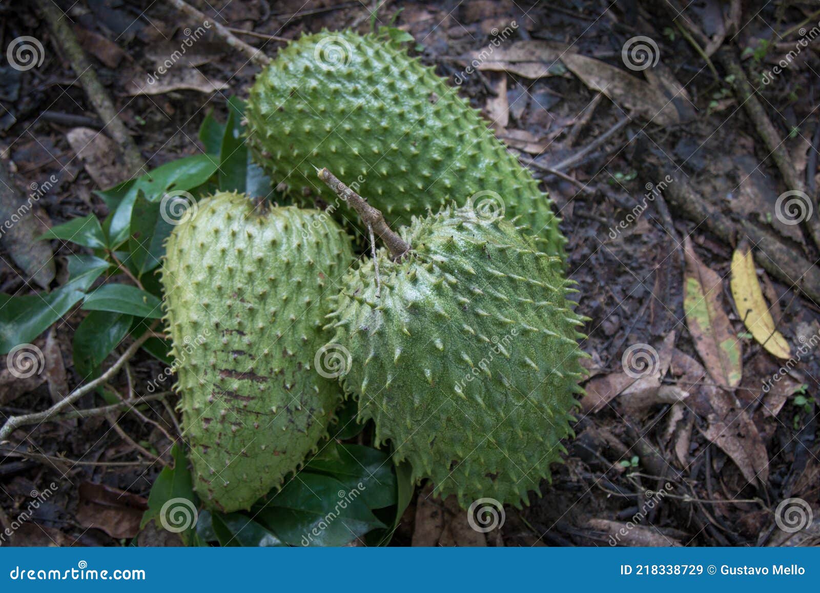 Soursop exotic fruit ripe stock image. Image of herbal - 218338729