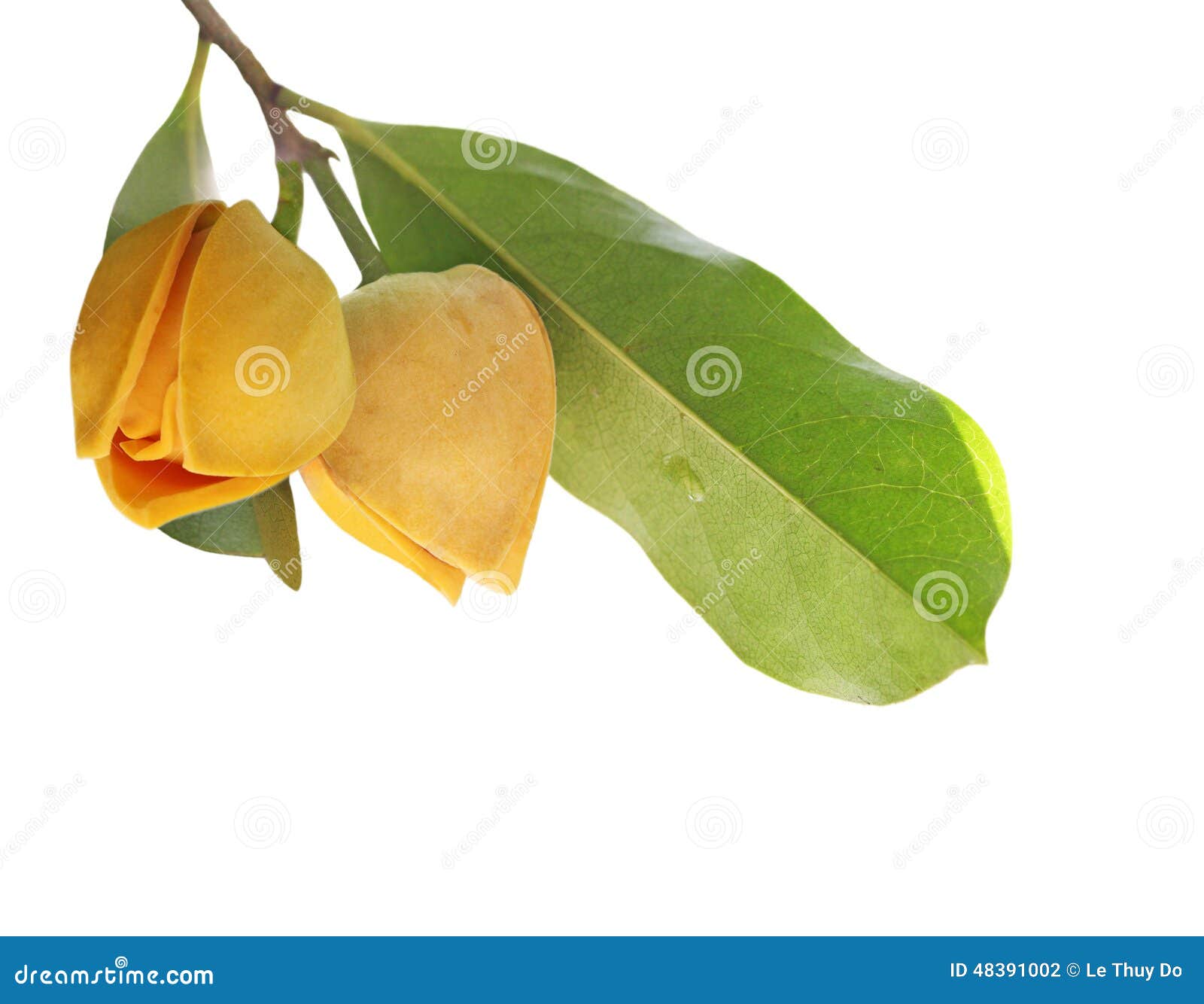 Soursop Flower stock photo. Image of growth, soursop - 48391002
