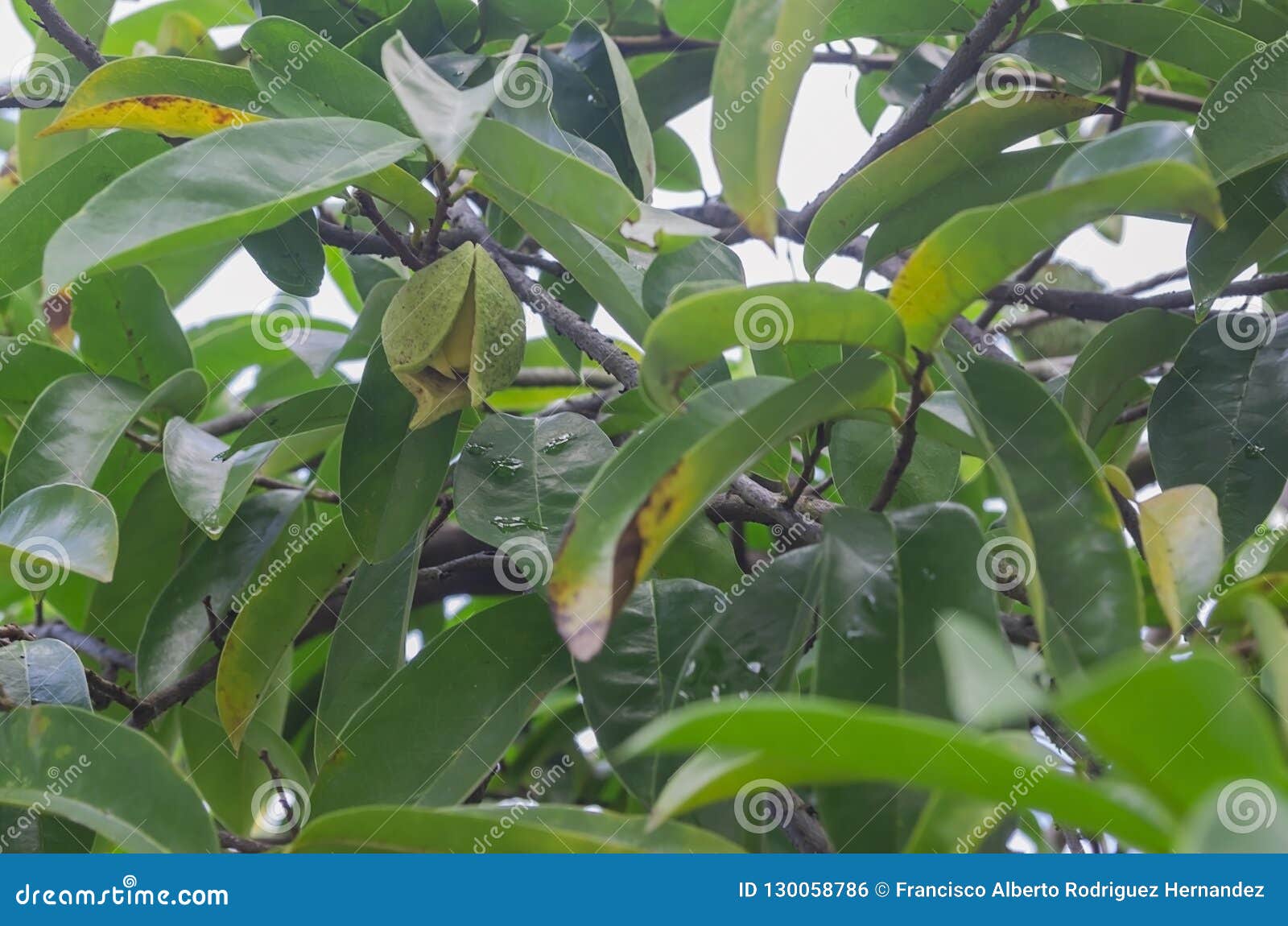 Soursop Flower in Soursop Plant Stock Photo - Image of background ...