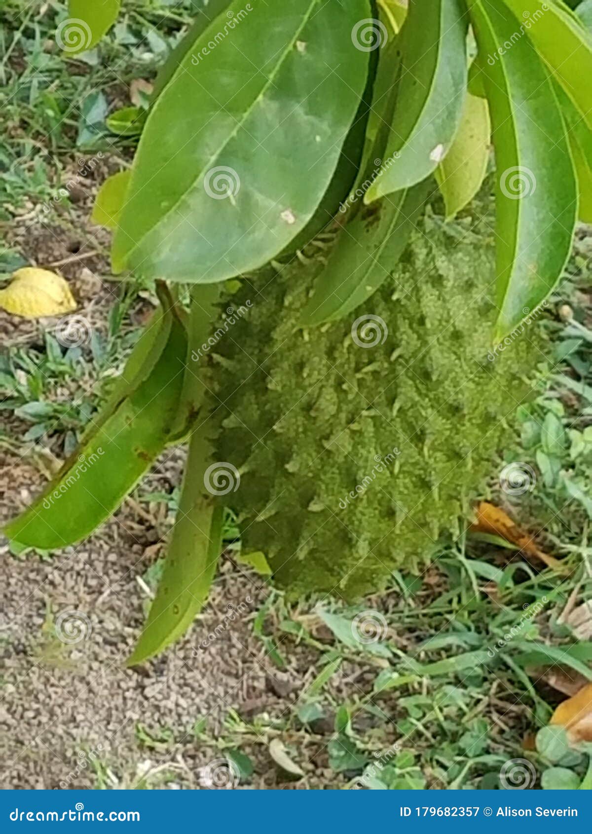 Soursop, Fruit, Delious, Healthy Stock Image - Image of plant, jungle ...