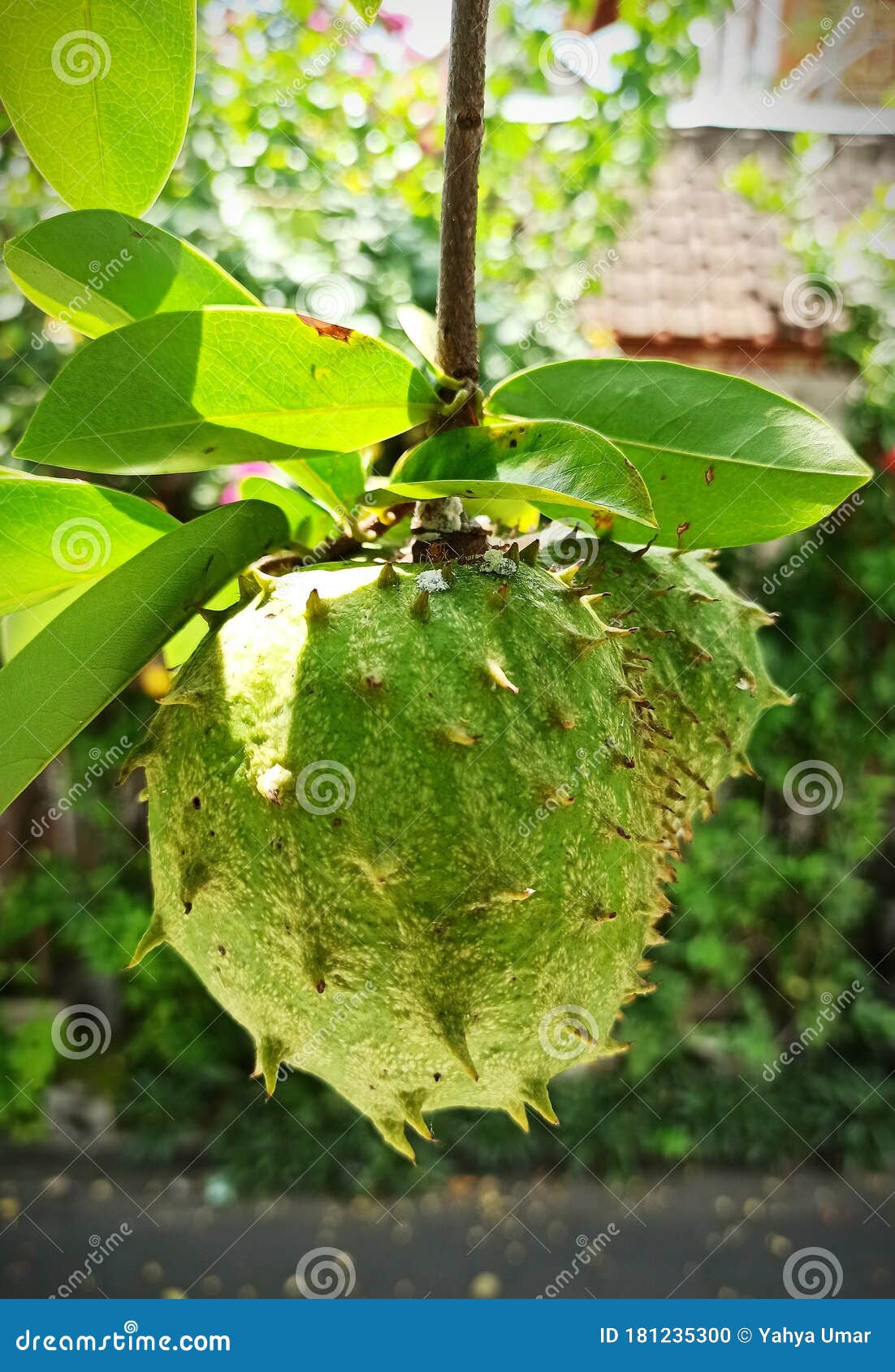 Soursop fruit half ripe stock photo. Image of ripe, garden - 181235300