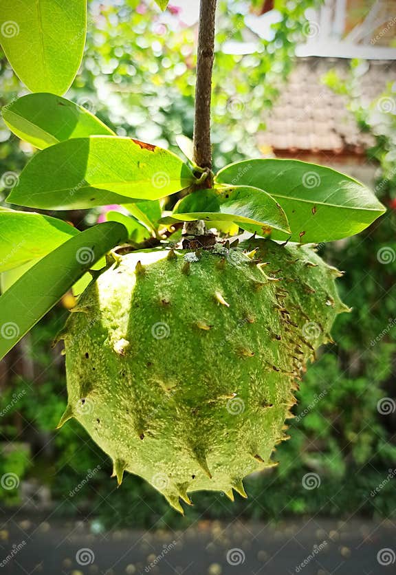 Soursop fruit half ripe stock photo. Image of ripe, garden - 181235300