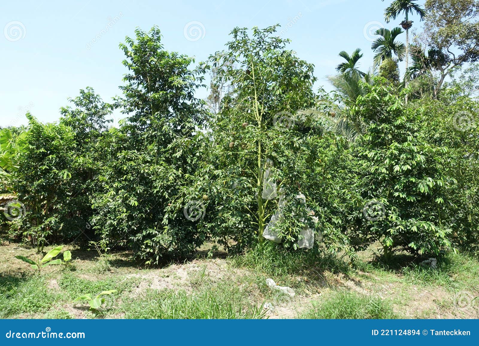 Soursop fruit plantation stock photo. Image of taste - 221124894