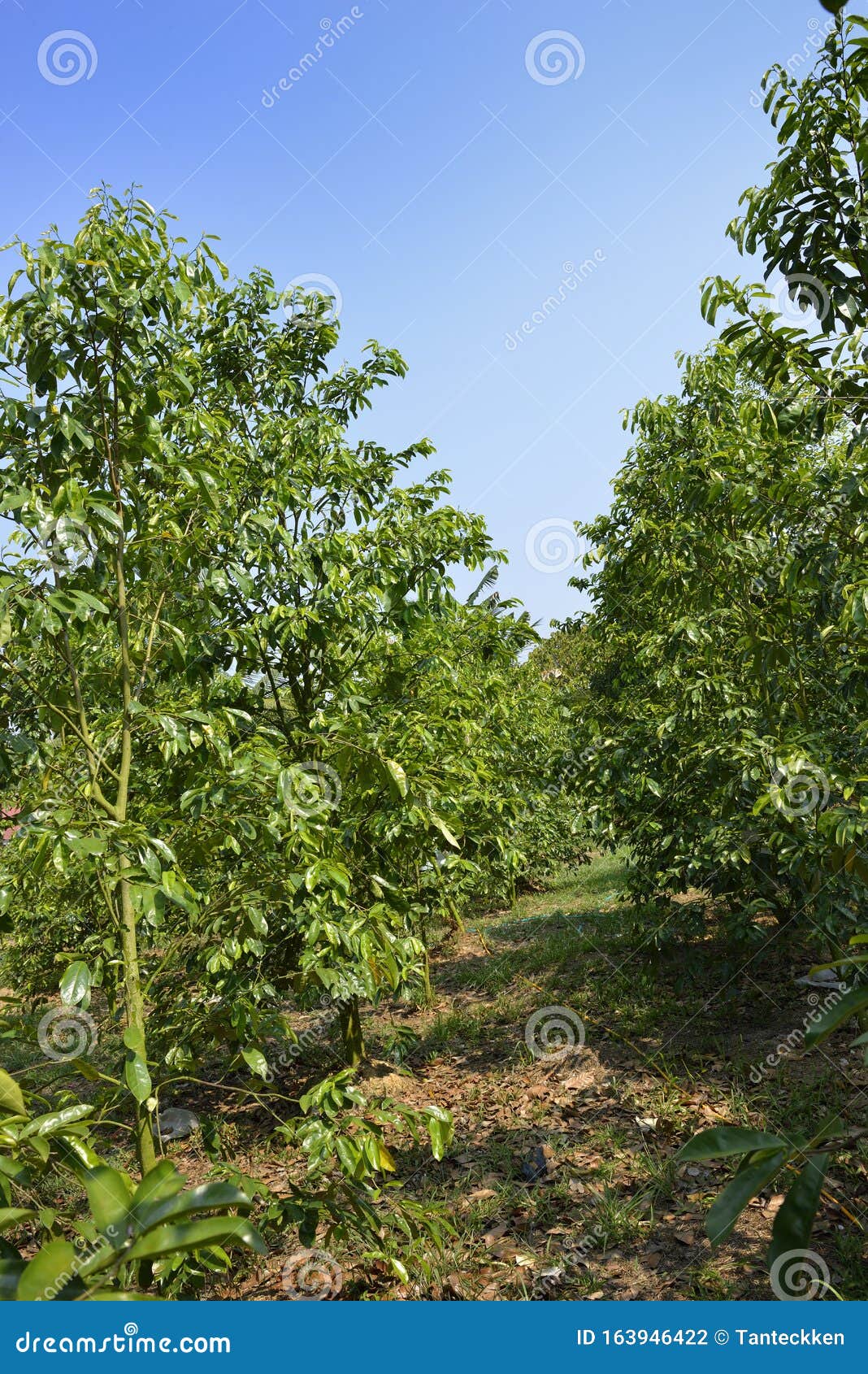 Soursop fruit plantation stock photo. Image of tree - 163946422