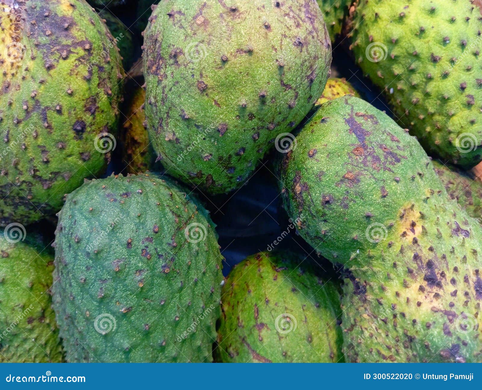 Soursop Fruit Pool, Spiky Fruit Skin Texture Background Stock Photo ...