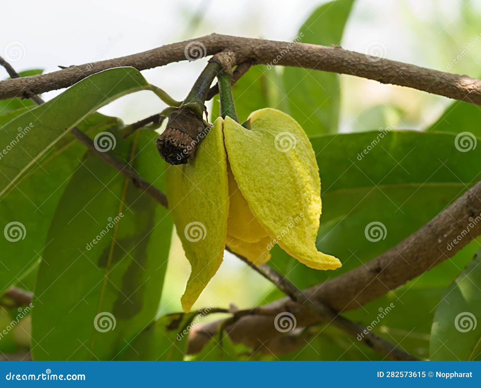 Soursop flower on tree stock image. Image of citrus - 282573615