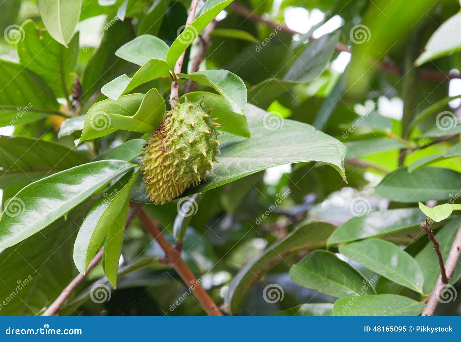 Soursop fruit on the tree stock image. Image of food - 48165095