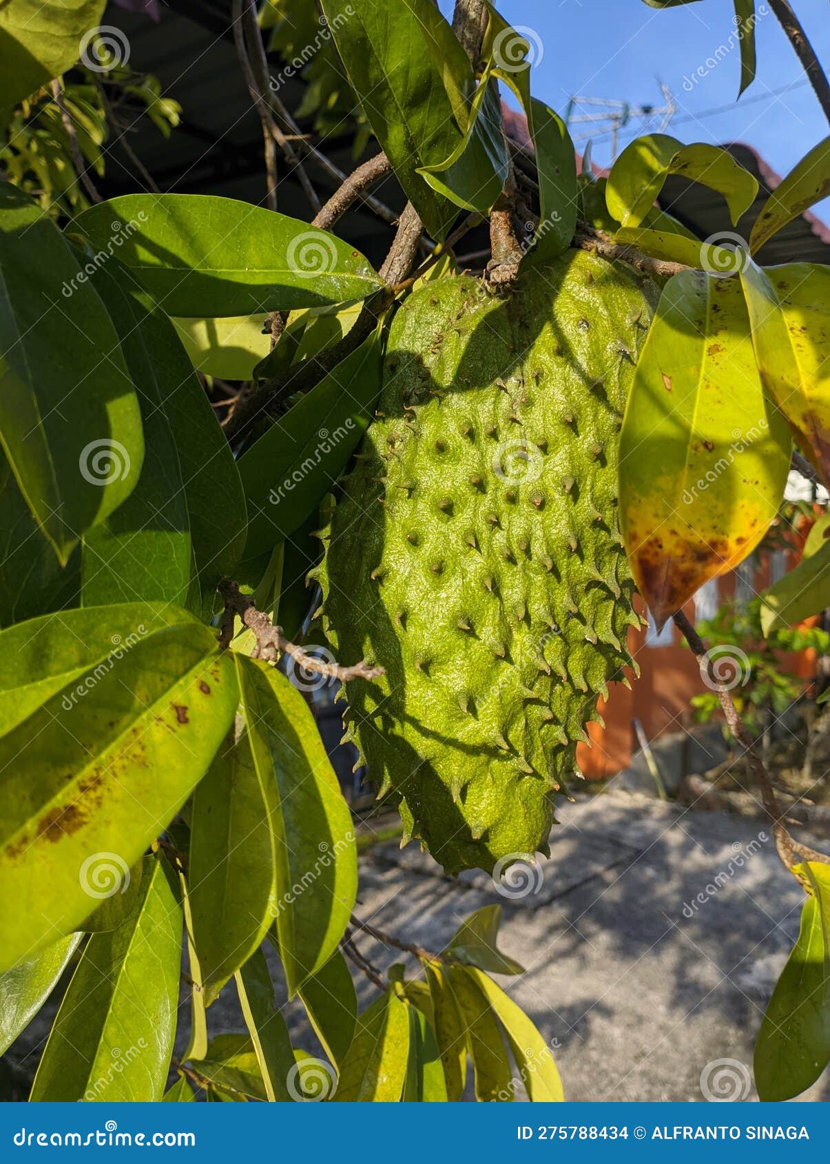 Soursop Fruit on the Trees with Green Leaf Stock Photo - Image of fruit ...