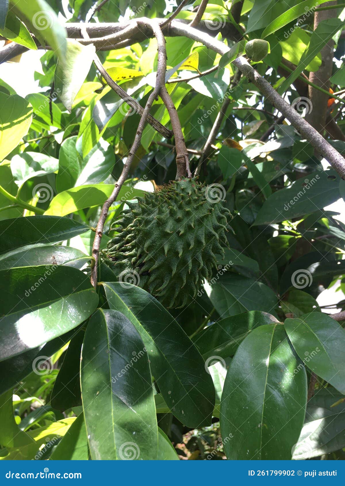 Soursop fruit on the tree stock photo. Image of soursop - 261799902