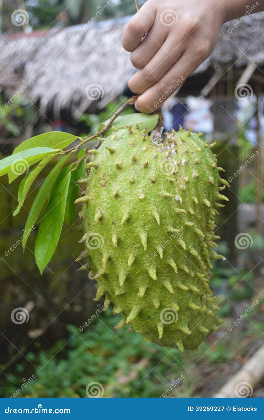 Soursop - guyabano fruit stock image. Image of guyabano - 39269227