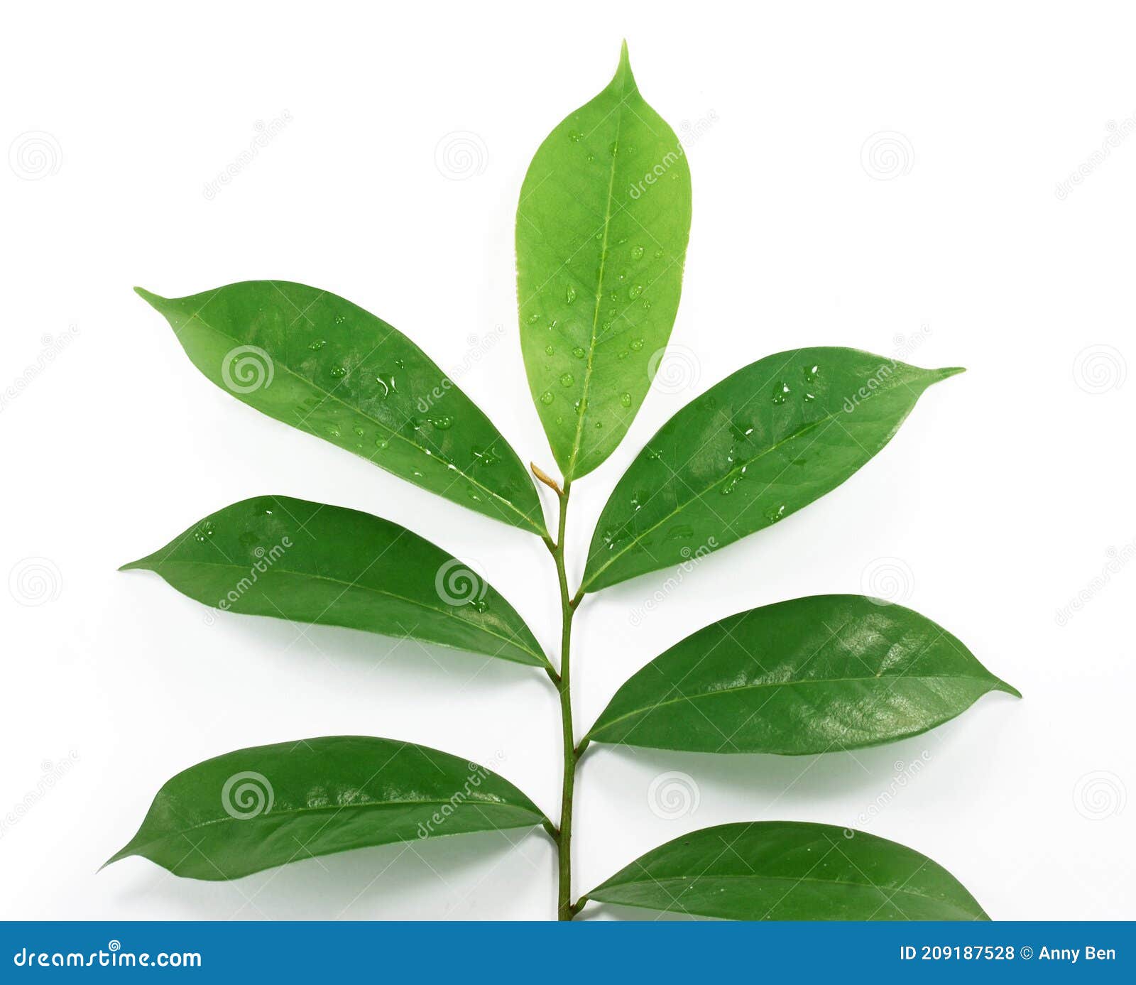 Soursop Leaf Isolated on White Background Stock Photo - Image of plant ...