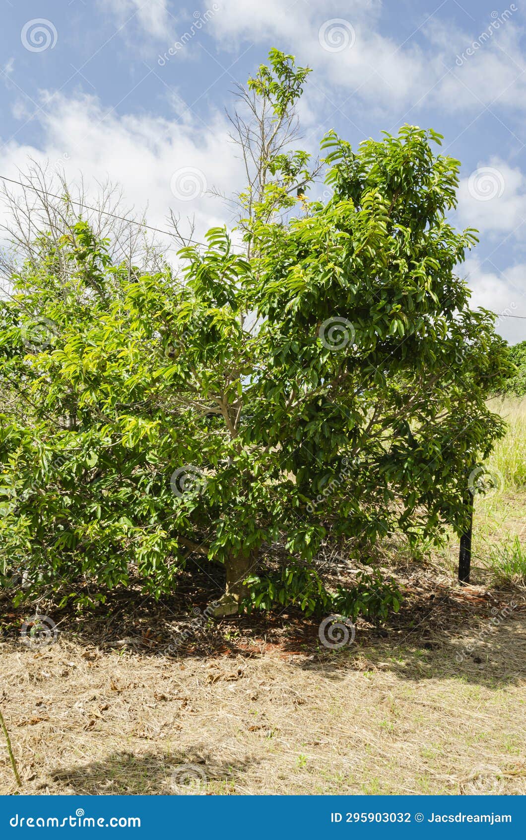 Soursop Tree stock photo. Image of grey, bright, natural - 295903032