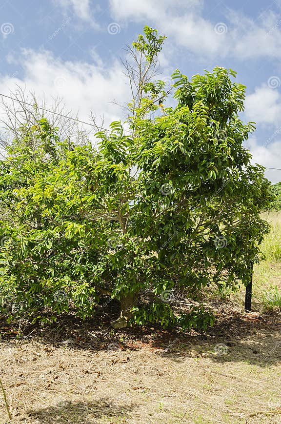 Soursop Tree stock photo. Image of grey, bright, natural - 295903032